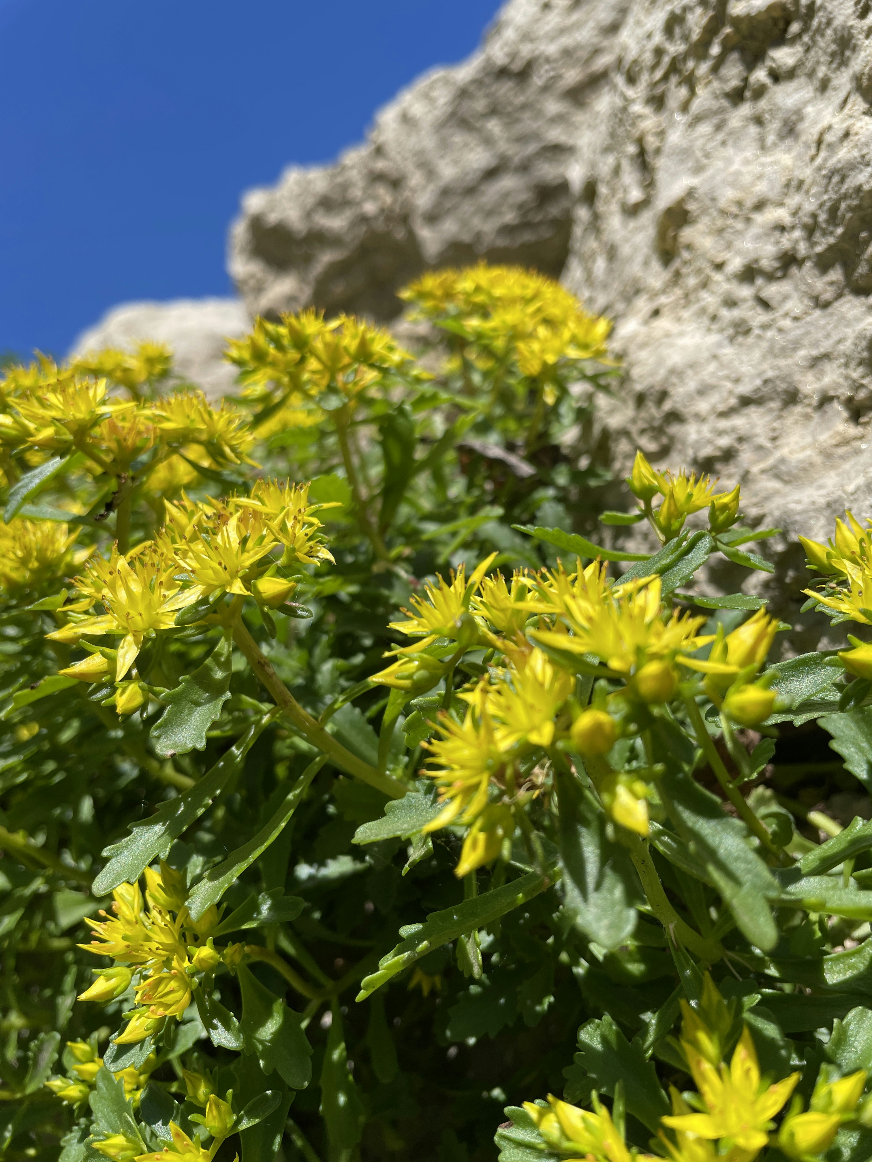 Stonewall's Golden Carpet: Sedum in Bright Alpine Light