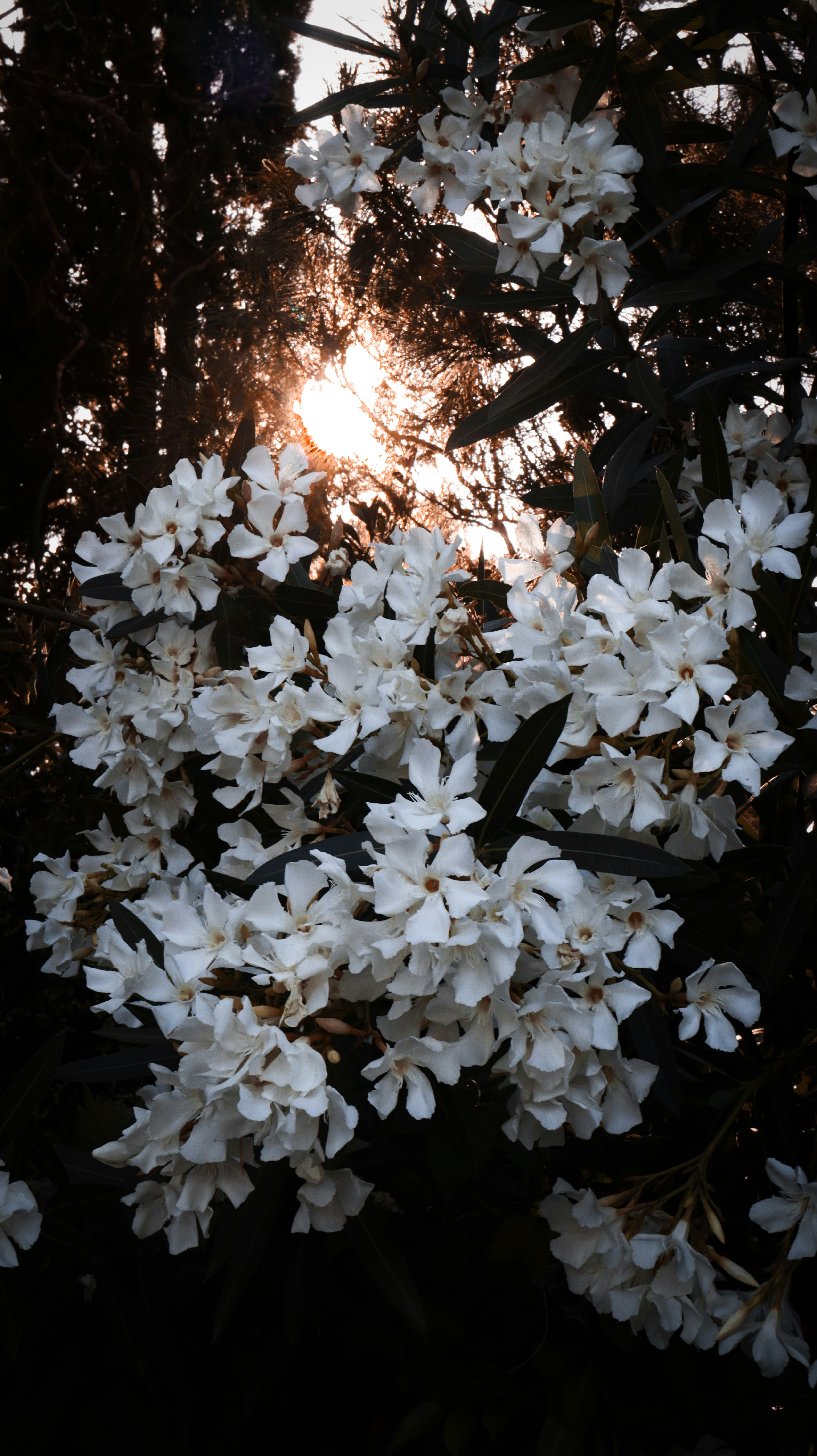 Whispers of Light Among Blossoms