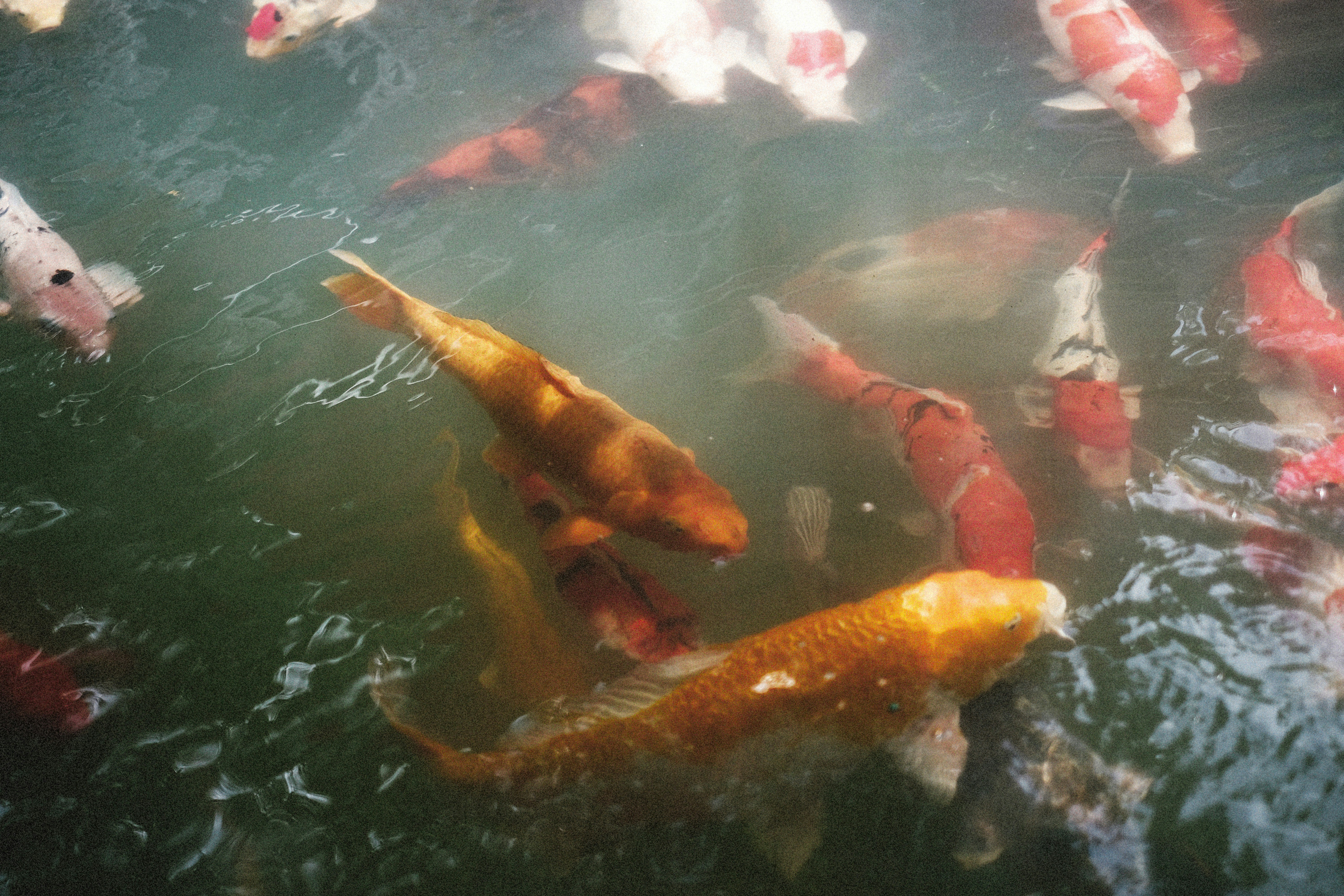 Un groupe de poissons nageant dans un étang photo – Image gratuite de ...