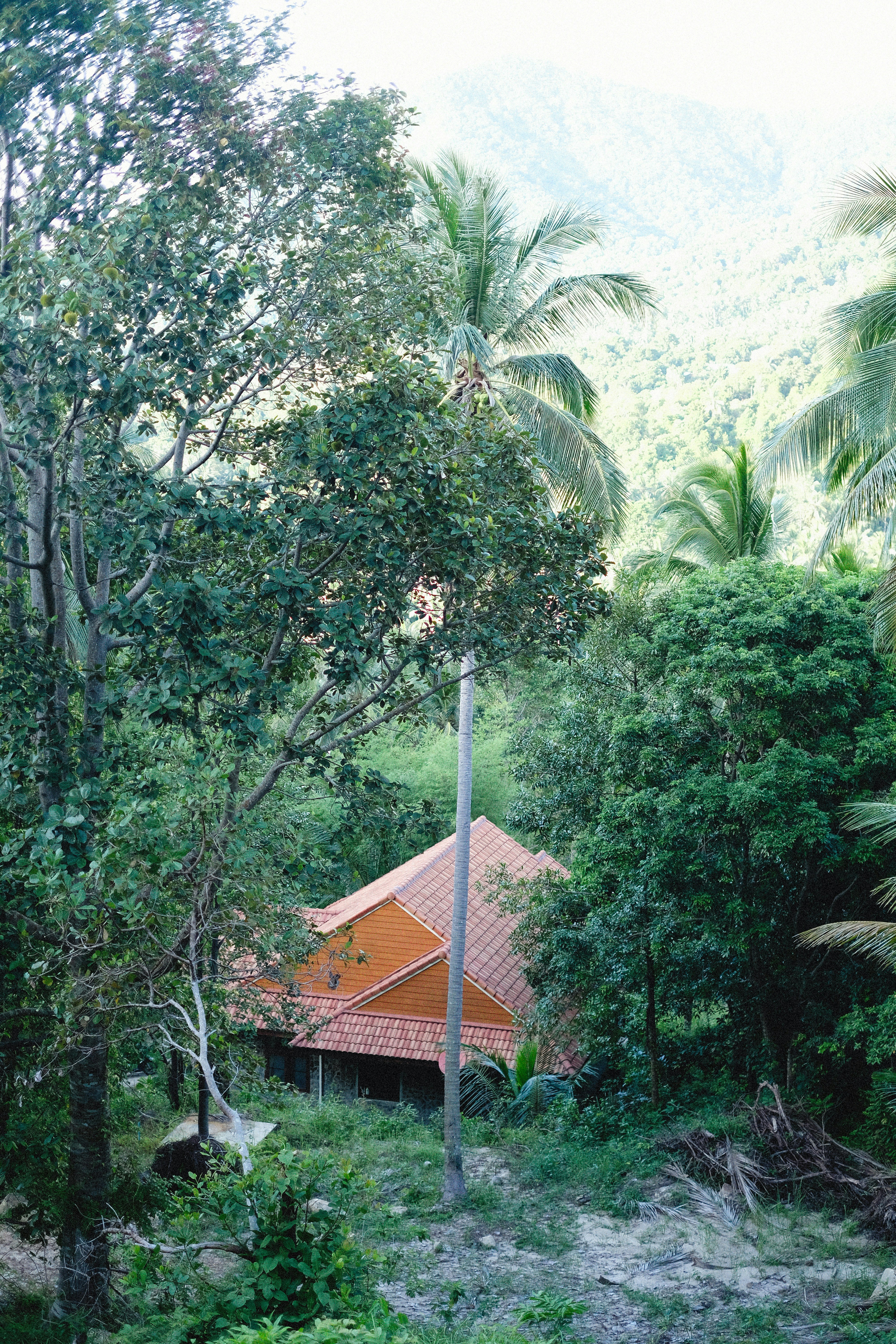 A charming orange-roofed house nestled among dense tropical foliage, surrounded by towering palm trees and vibrant greenery.