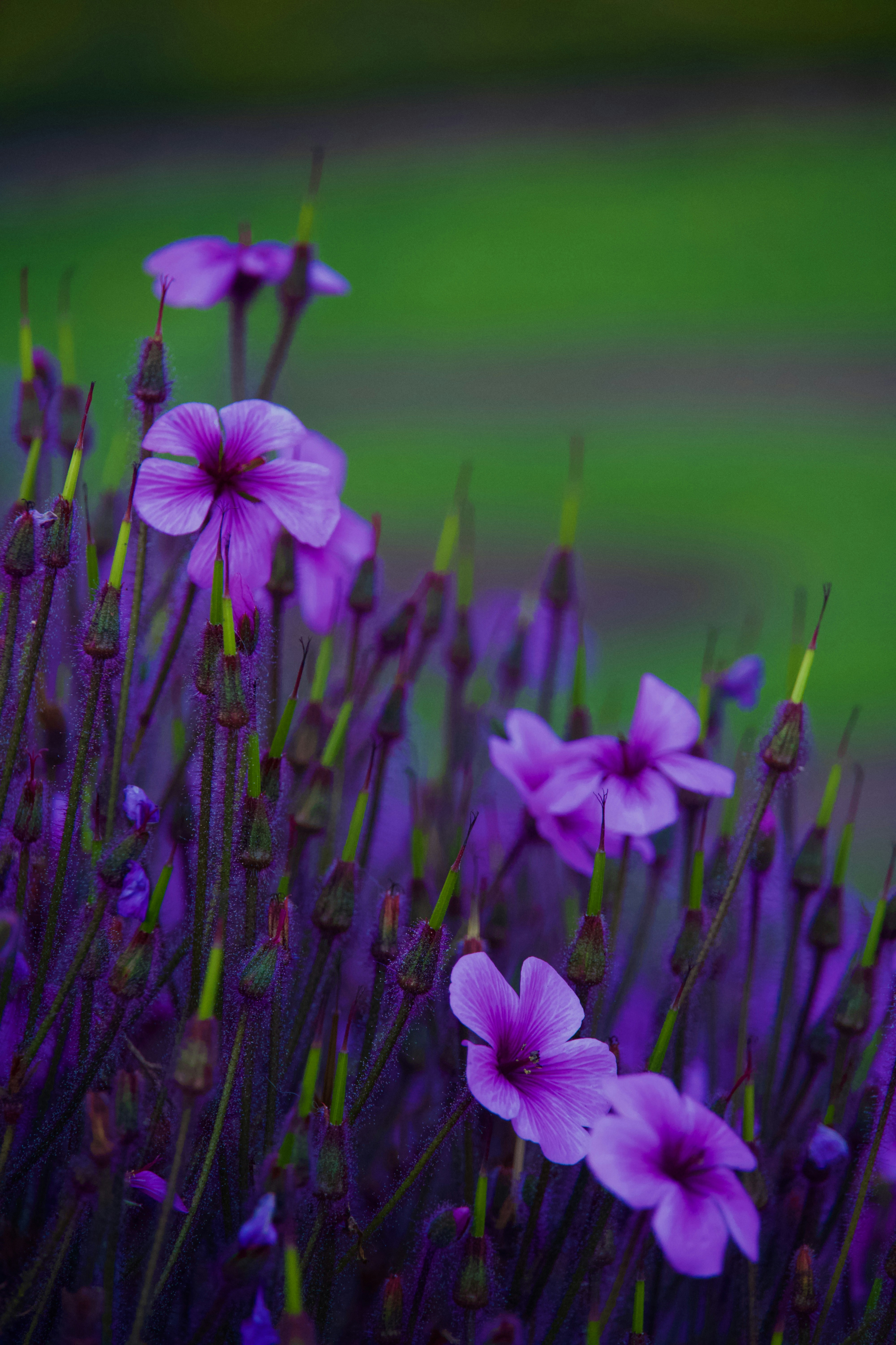 Photo by Jesús Arzate with Sony Alpha 6600