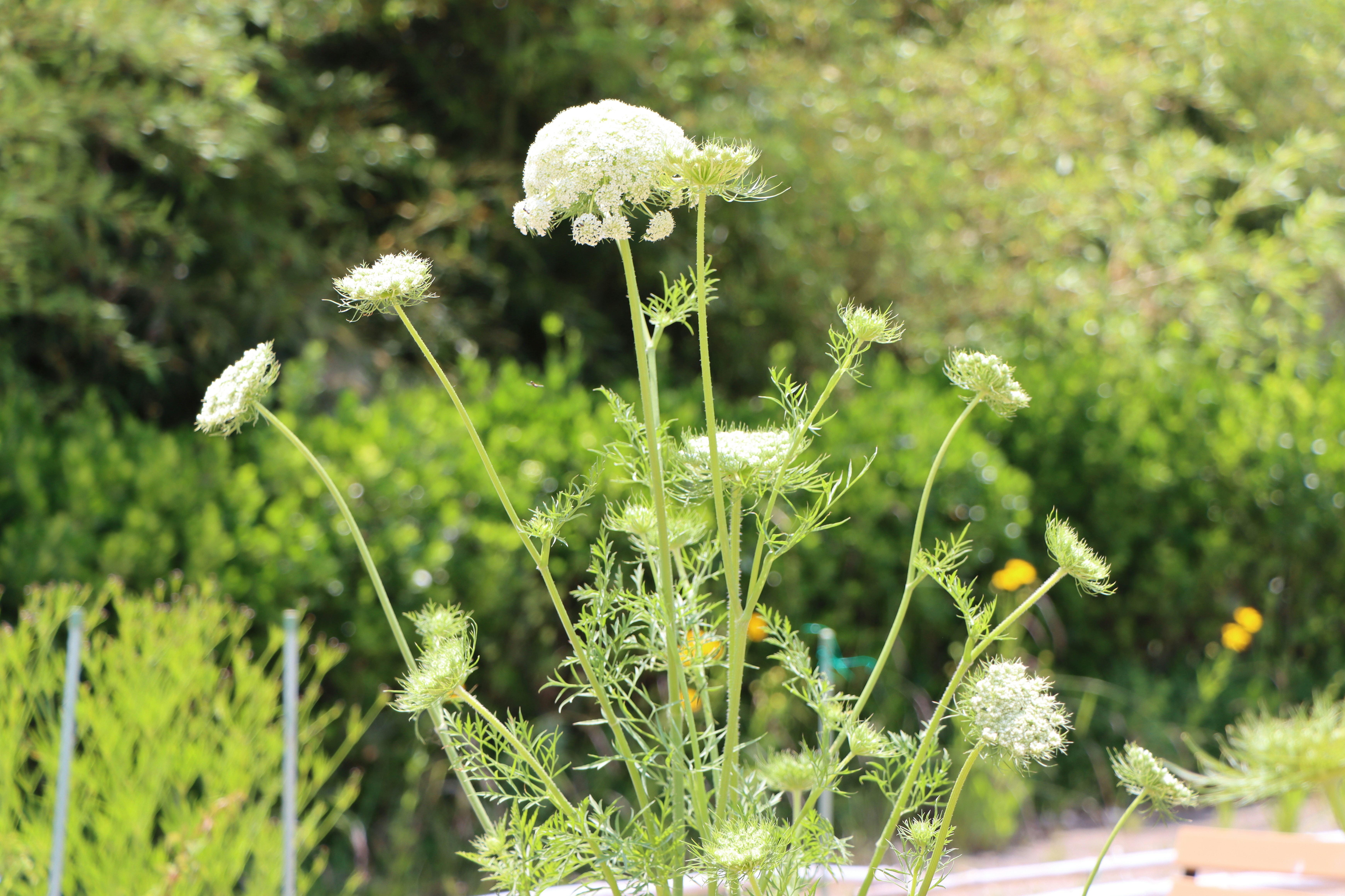 Guess which flowers they are!
Carrot flowers!
I didn't know carrots had flowers.
In fact, those carrot flowers very tall.
I'm 161 centimers(appx. 5.2ft), and they were taller than me!
I felt like I became Alice in Wonderland!