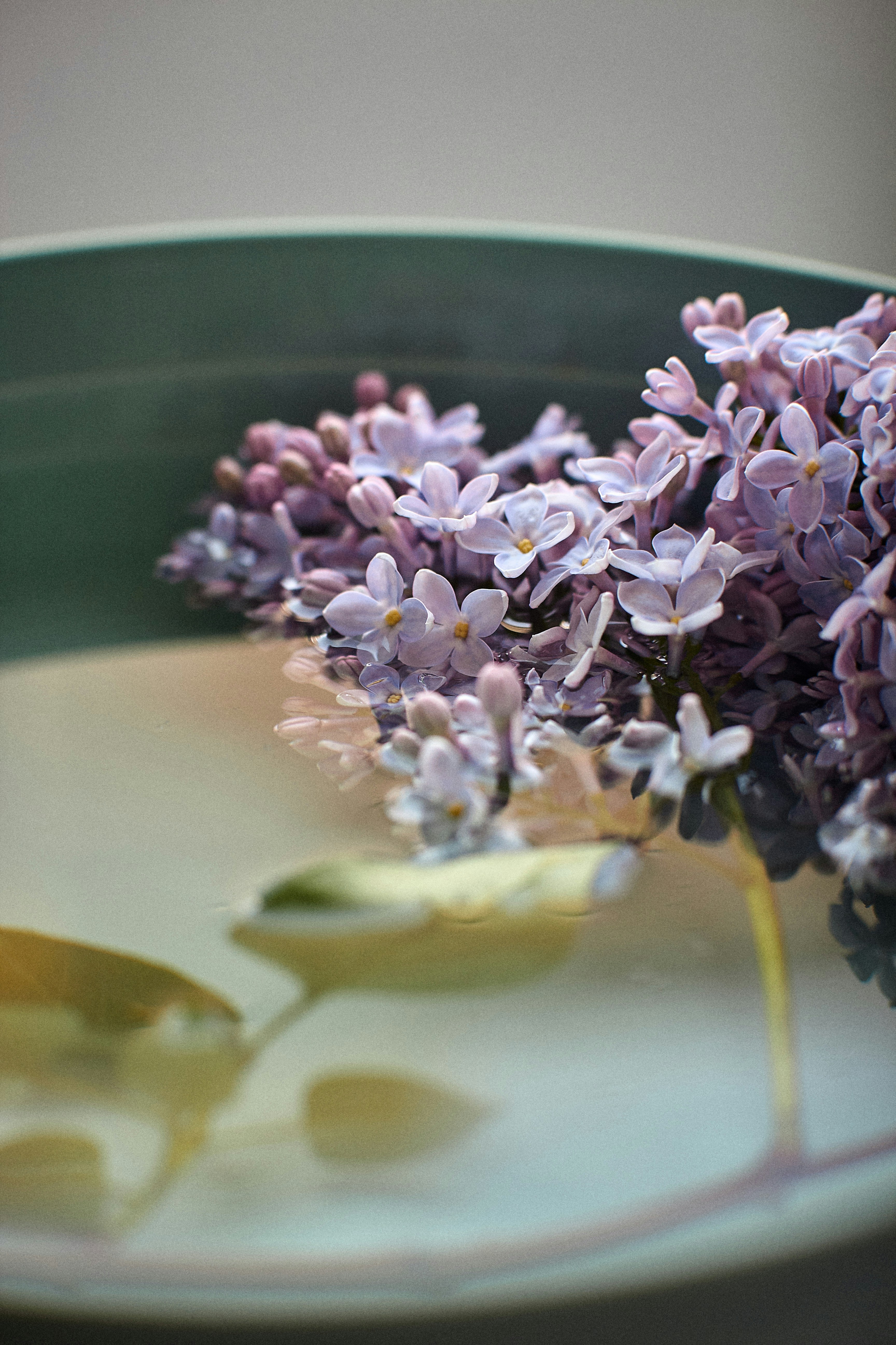 Floating Lilac in a Quiet Ceramic Bowl