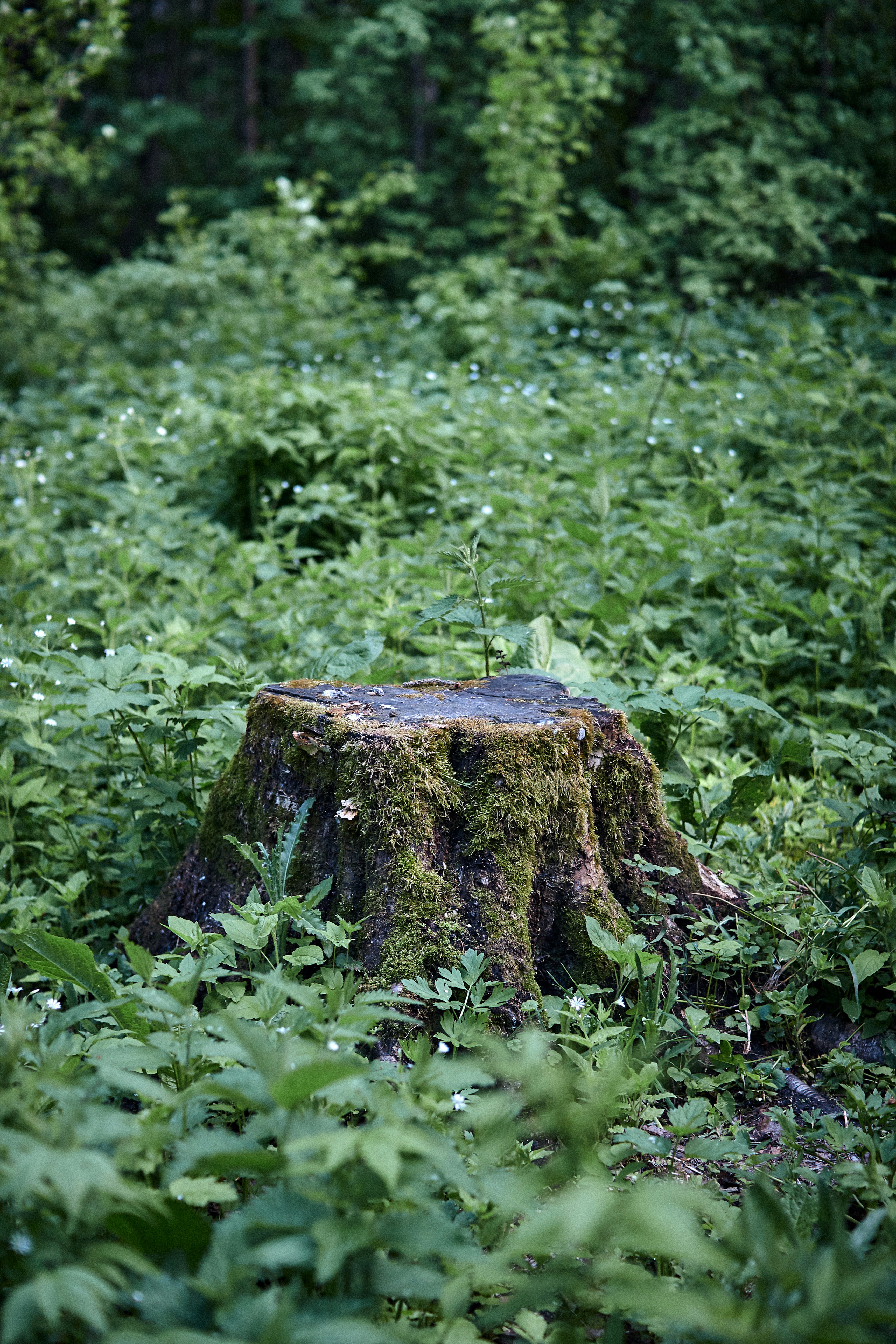 Moss-covered tree stump surrounded by lush green foliage and delicate wildflowers. A testament to nature's ability to reclaim its space.