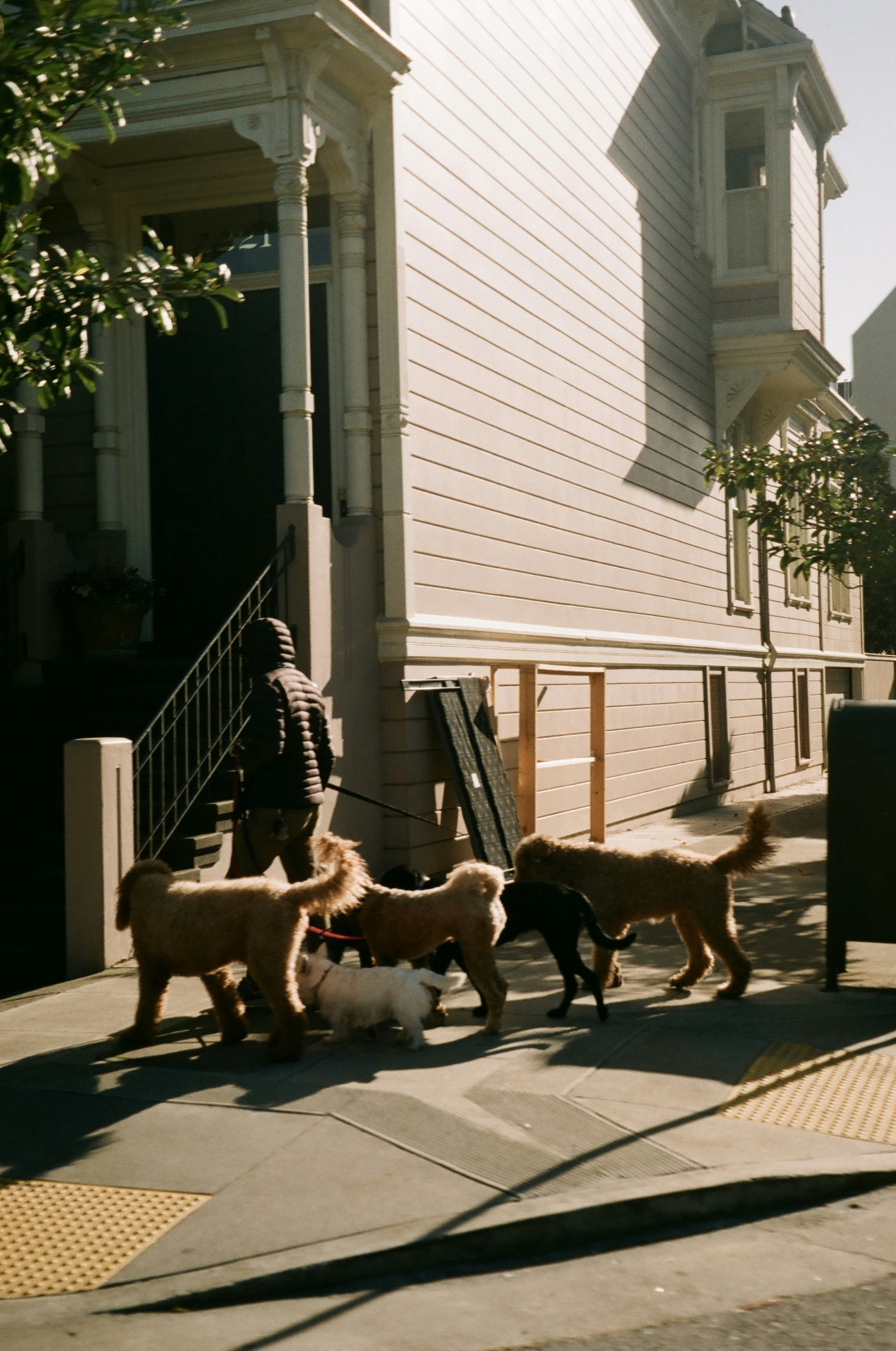 Photograph showing a group of dogs on a sunlit sidewalk in front of a pale wooden house, with a person in a striped jacket holding the leashes.