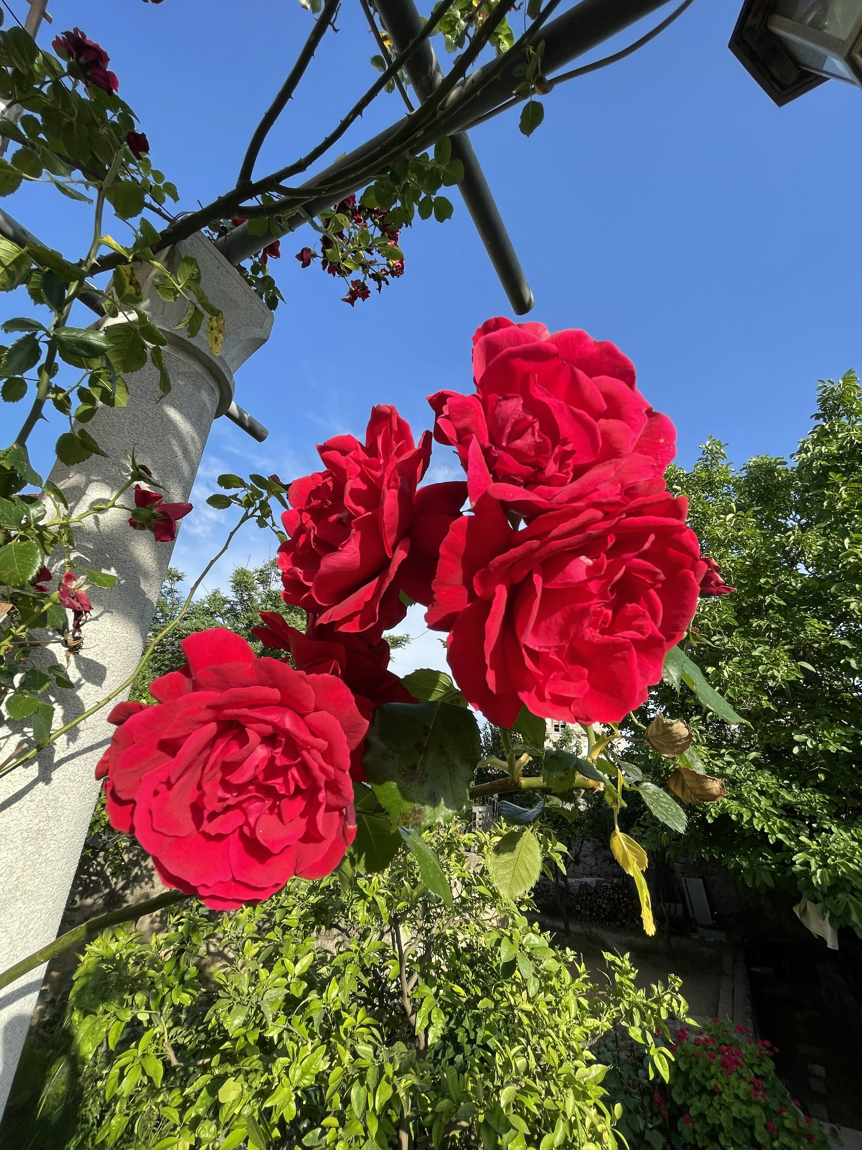 Foto Un ramo de rosas rojas colgando de un árbol – Imagen Florecer ...