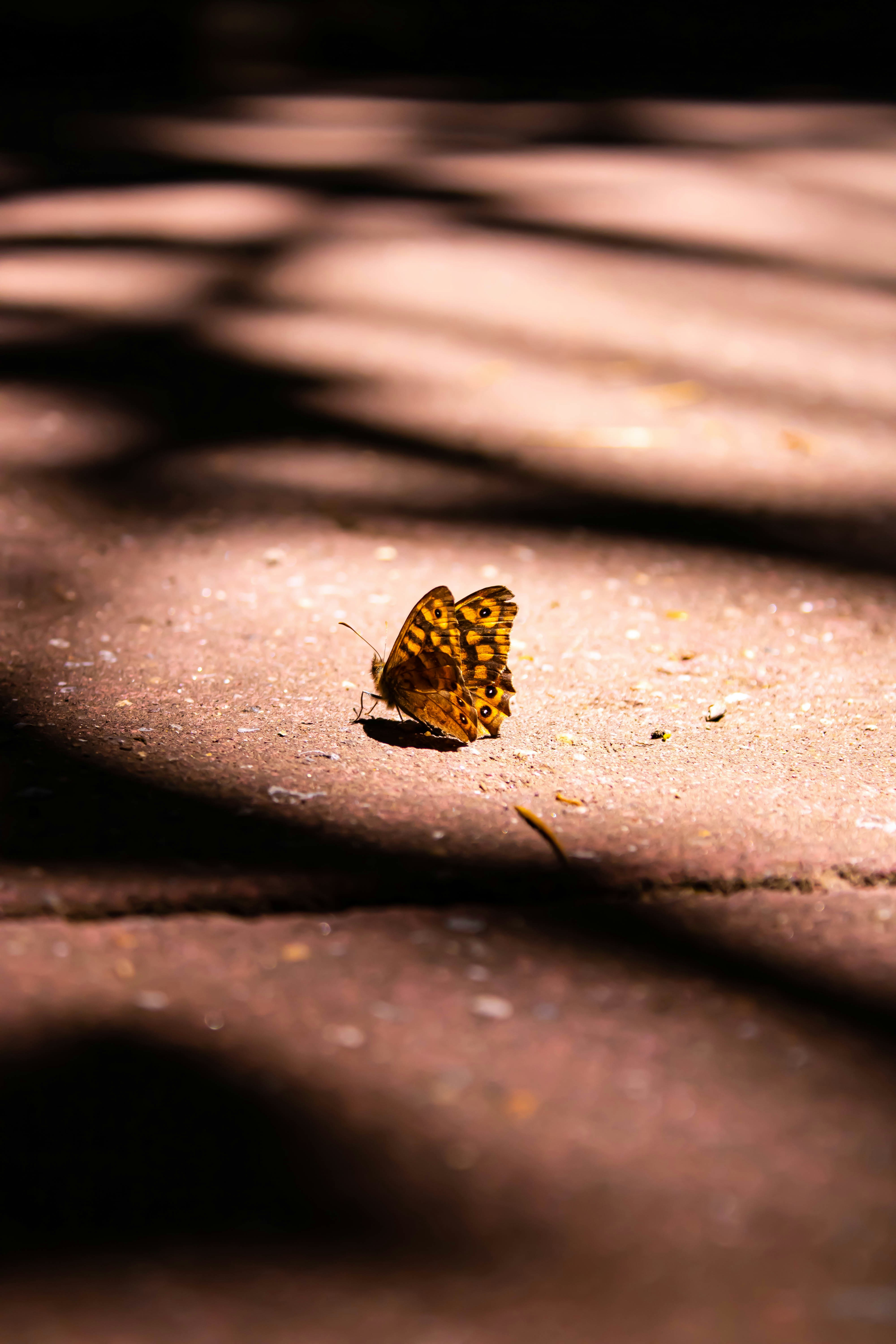 Dappled Spotlight: butterfly on a sunlit brick path