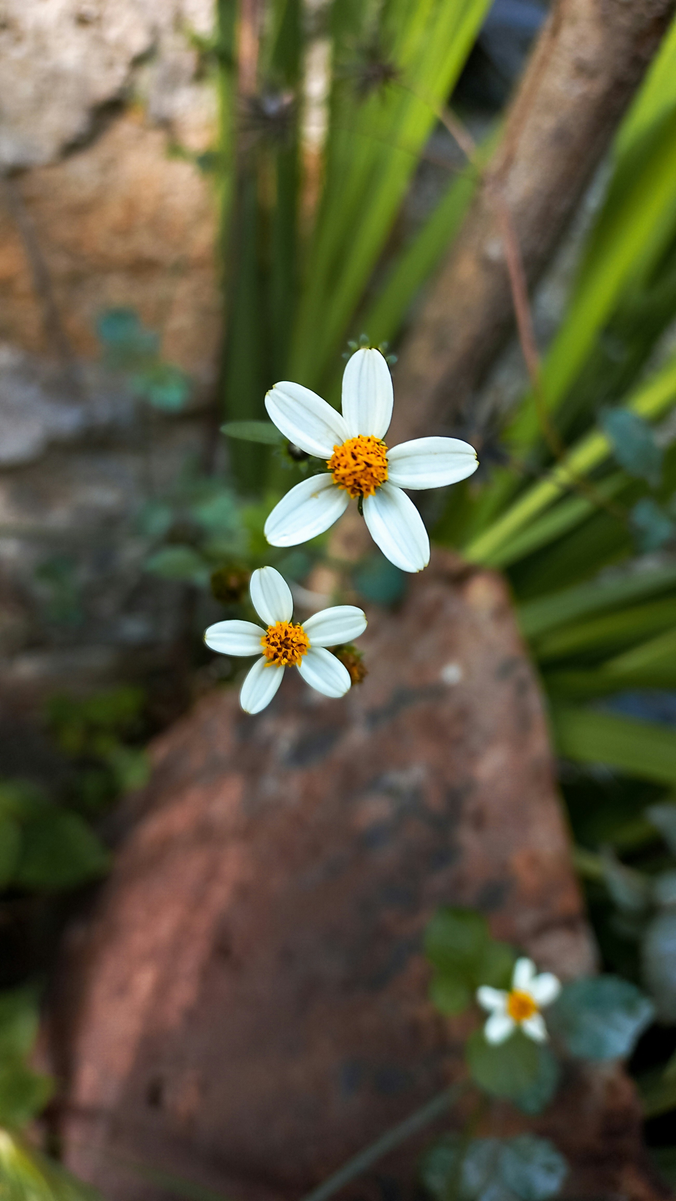 a couple of white flowers sitting on top of a lush green field