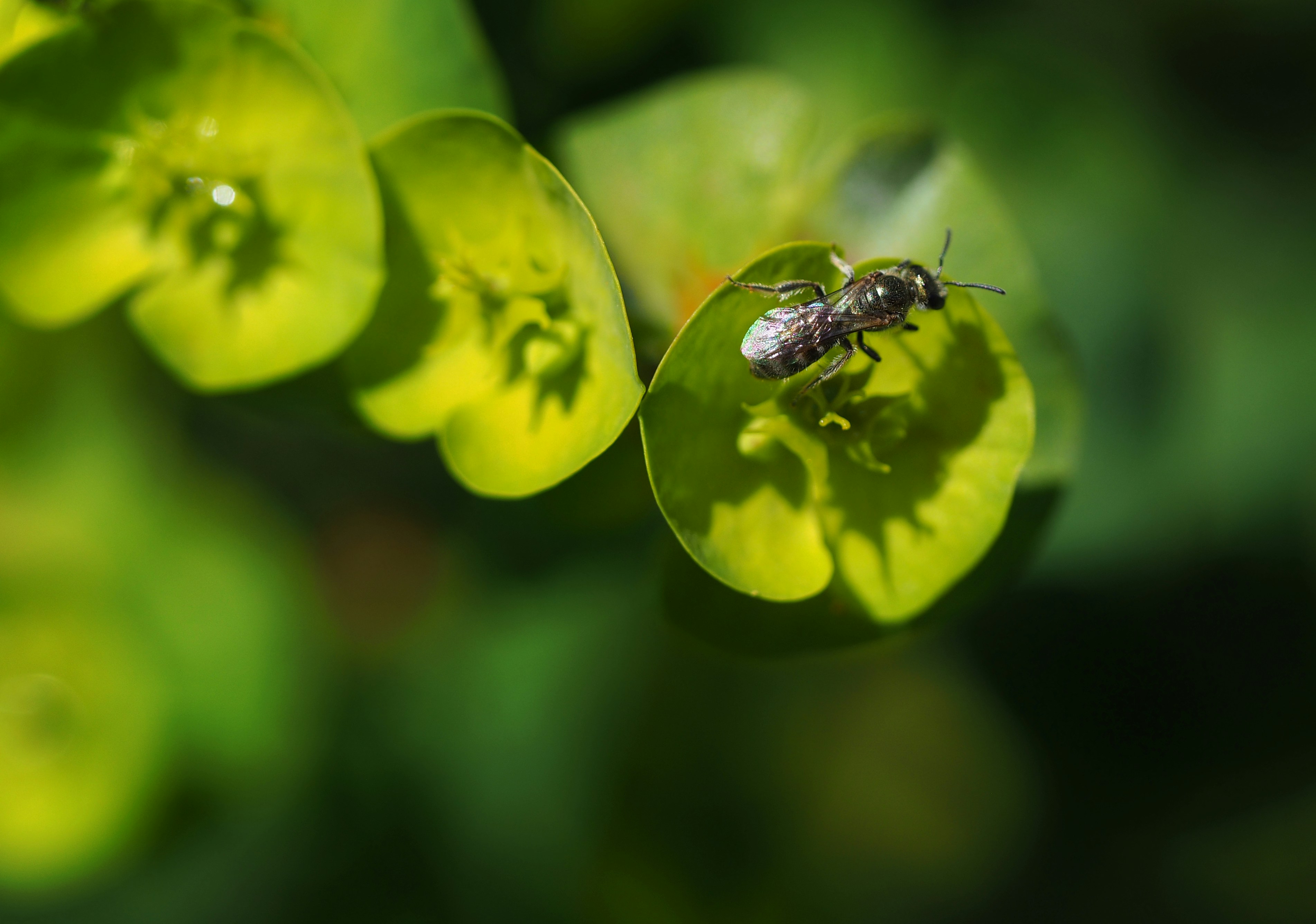 Tiny Pilot on a Lime Leaf: A Micro Moment in Sharp Focus
