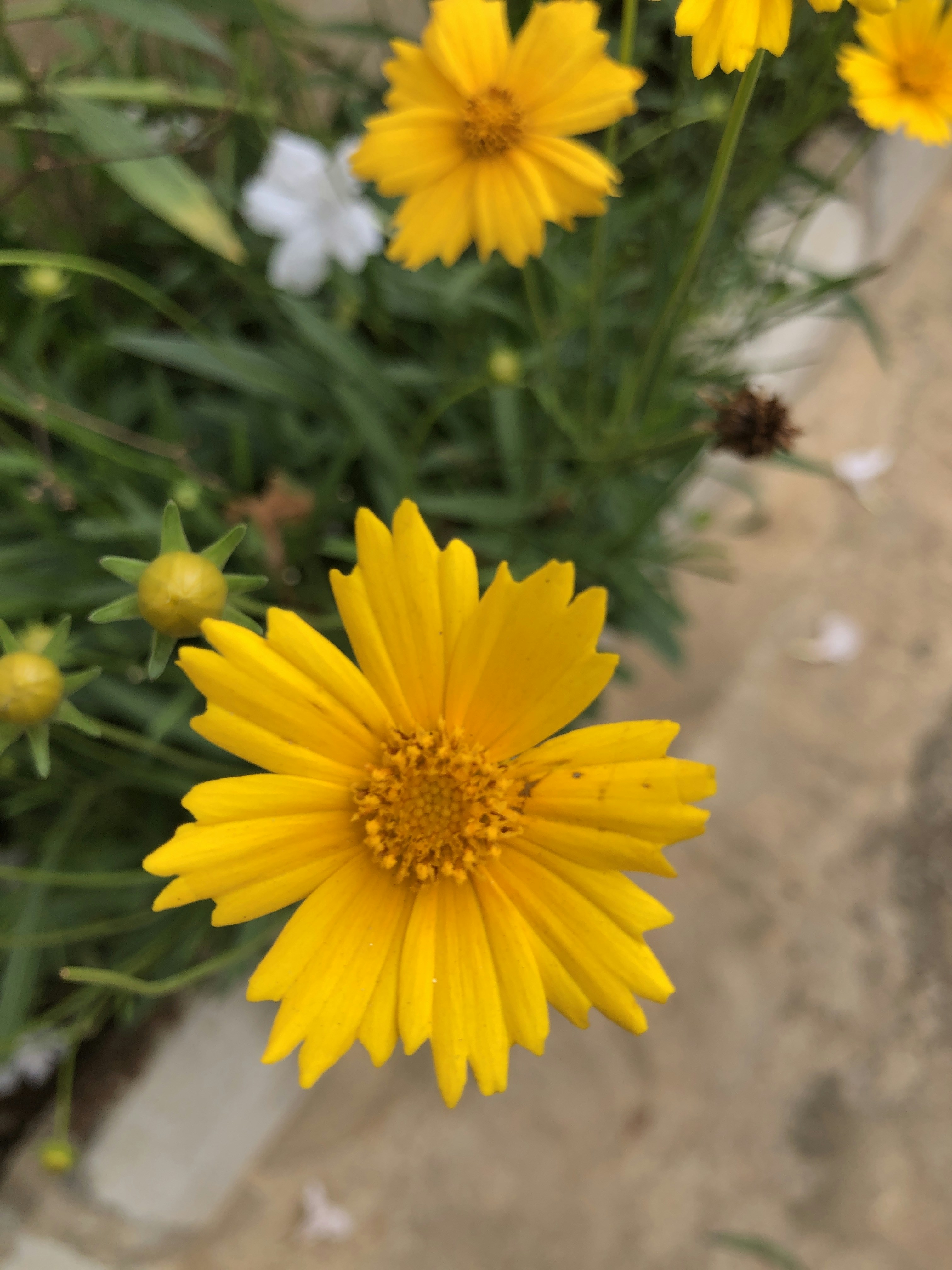 Golden Gazania in Focus: A Crisp Burst of Sunlight Along the Garden Edge