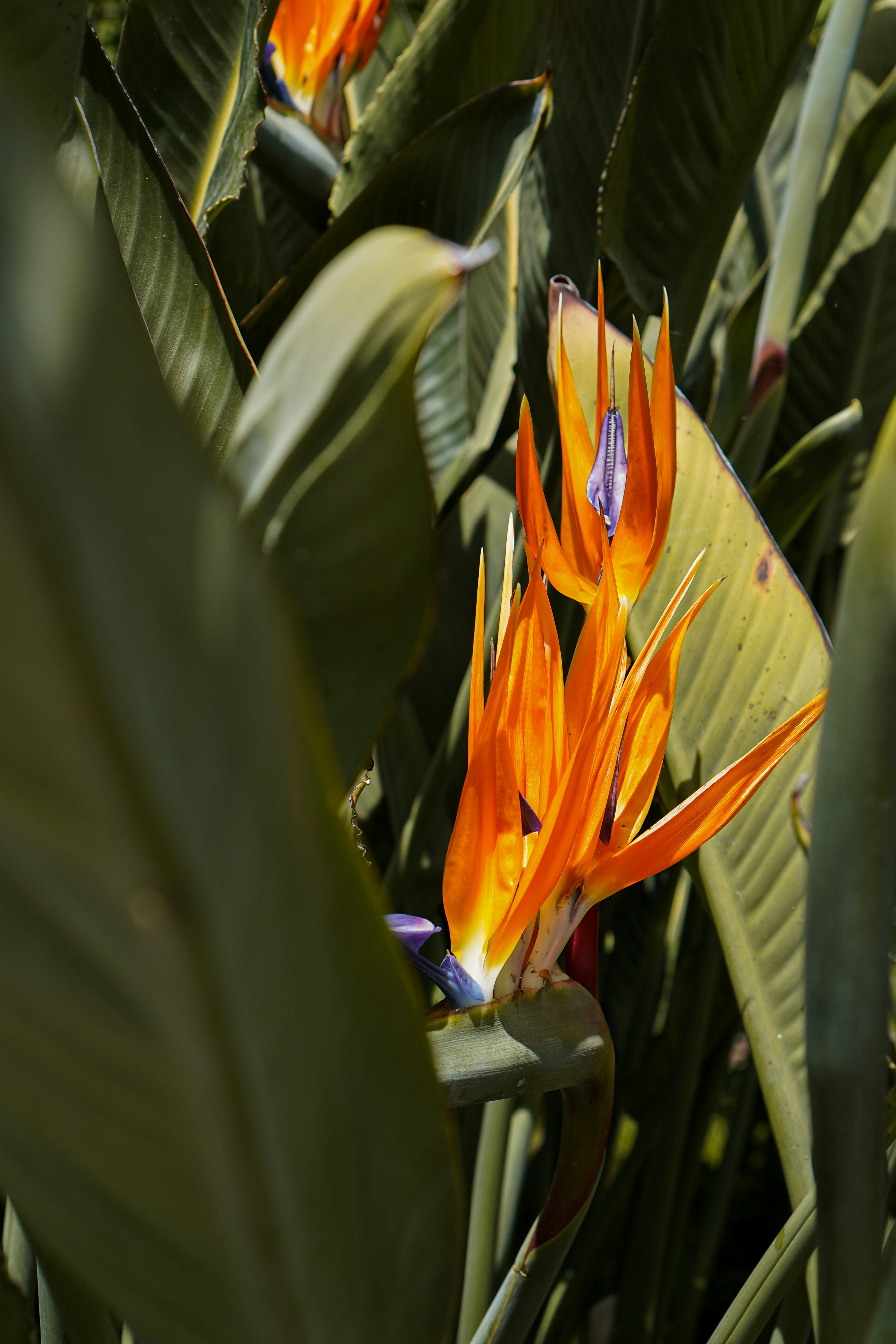 a close up of a flower with leaves in the background