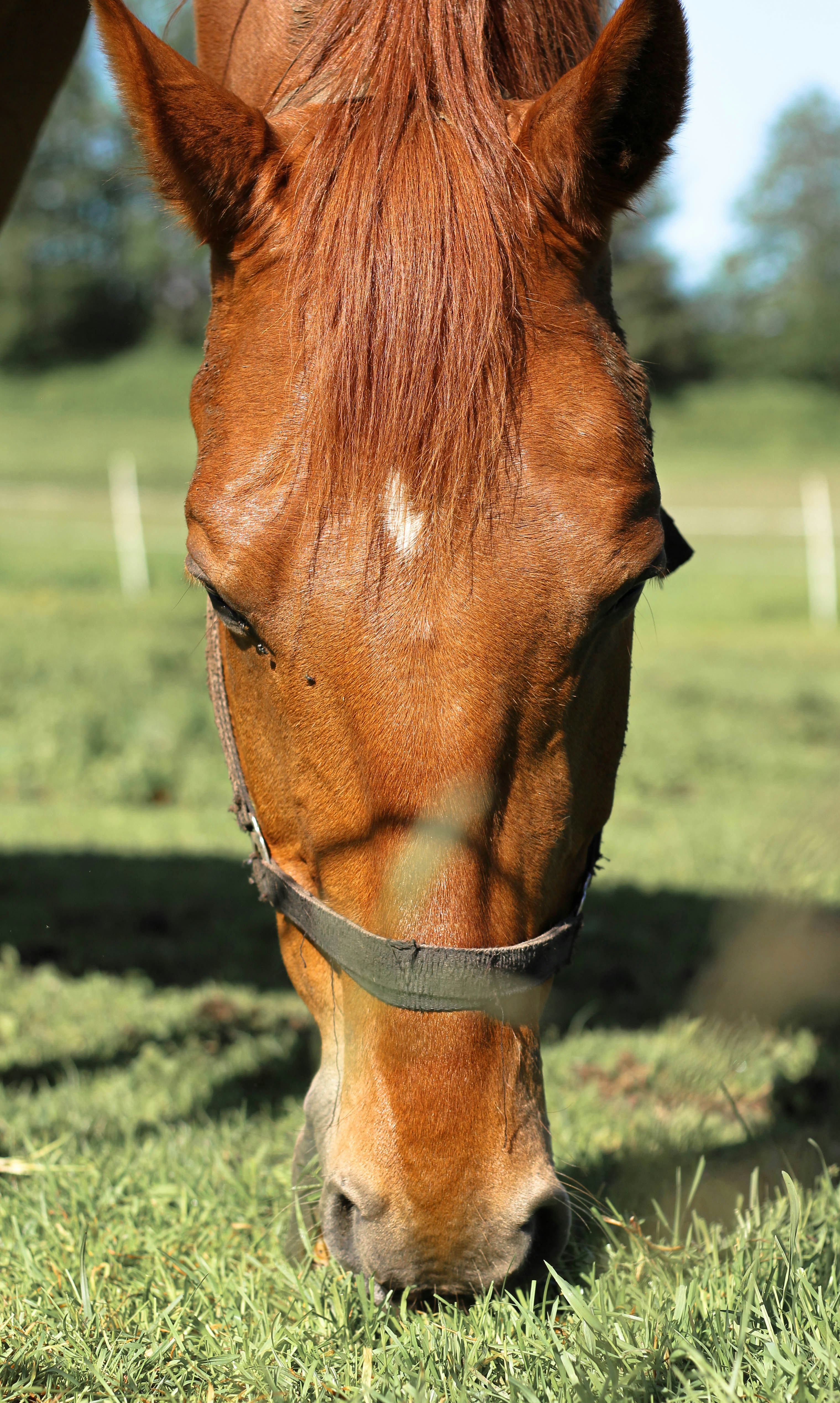 Horse Head Grazing