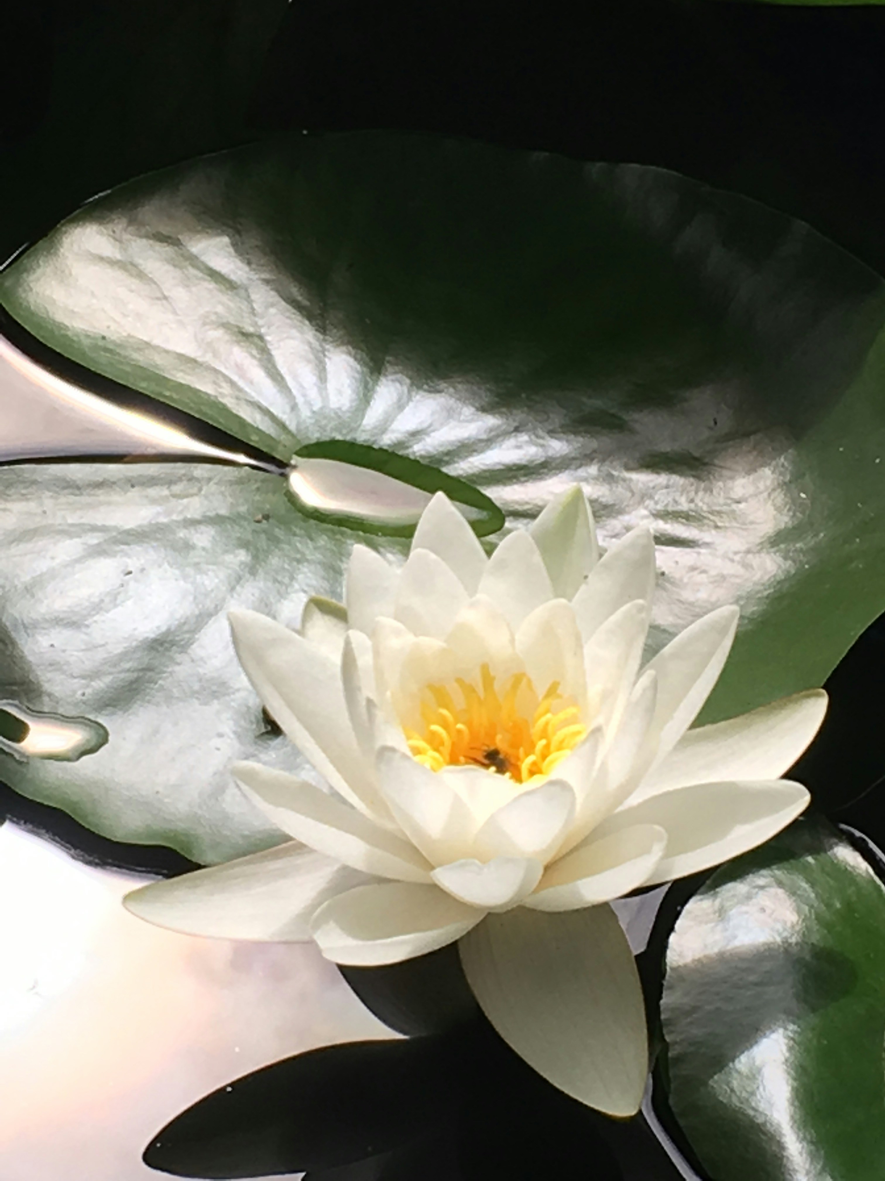 a white water lily floating on top of a pond