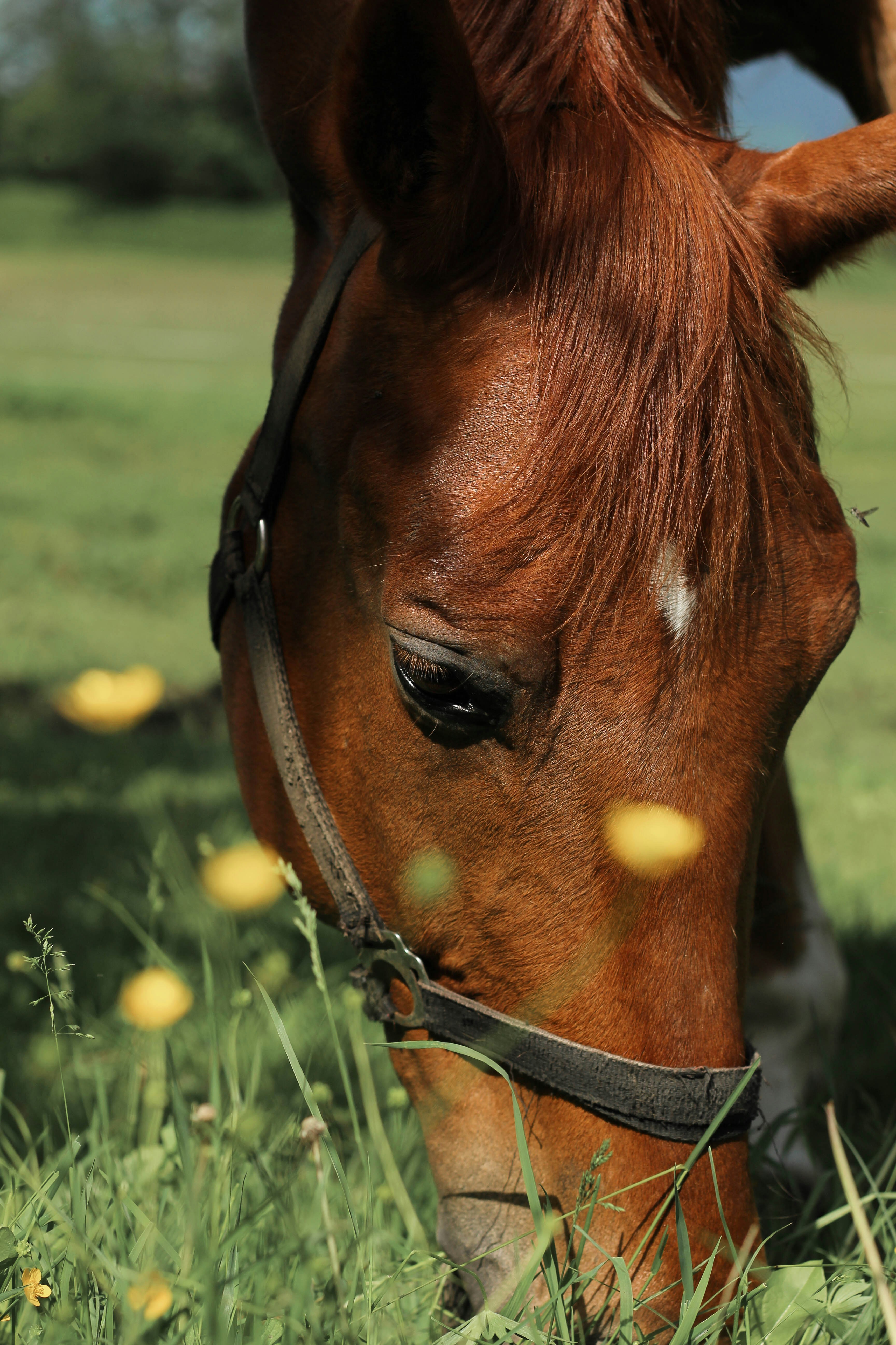 a brown horse eating grass in a fieldAnna