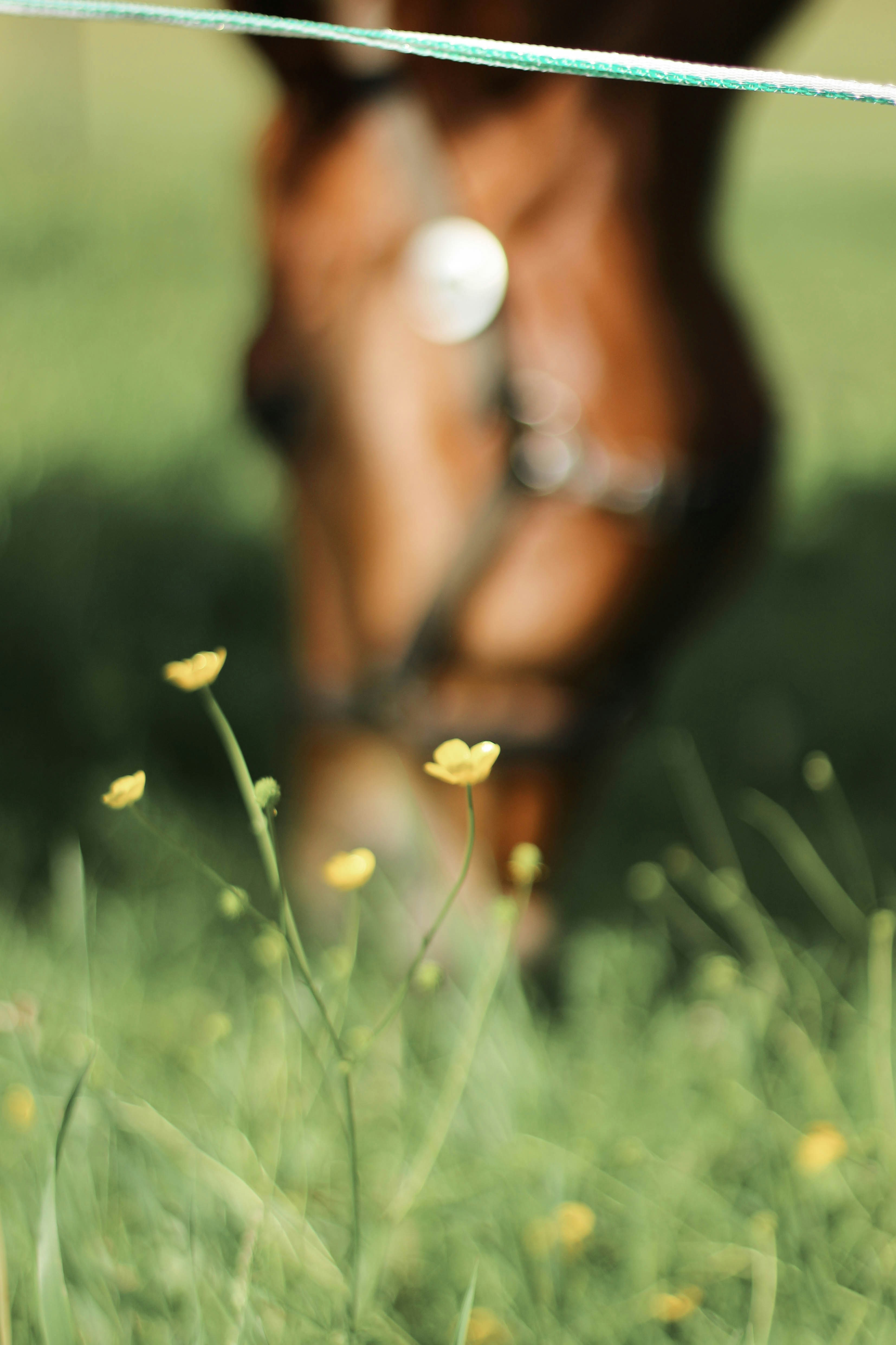 Meadow's Focus: Golden Blooms Framing a Distant Horse