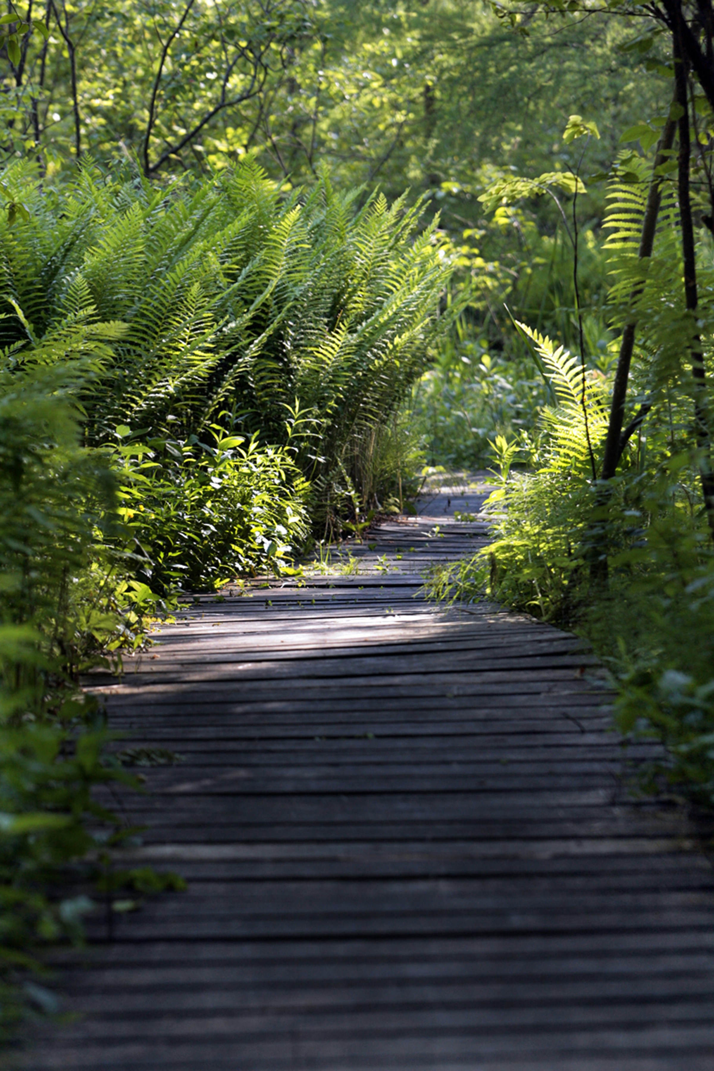 Un chemin en bois à travers une forêt verdoyante photo – Photo Zone ...