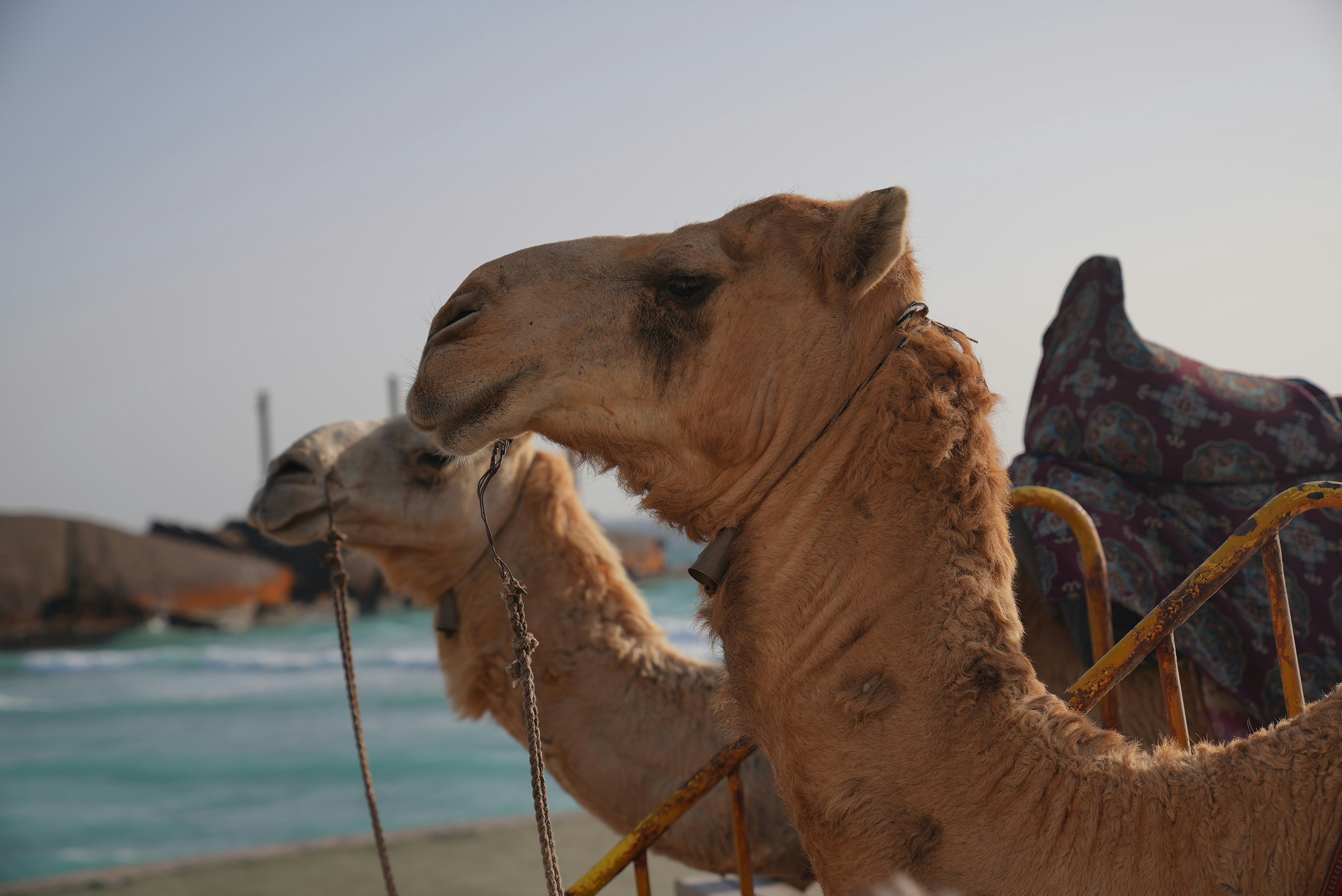 Two camels standing next to each other on a beach photo – Free Animal ...