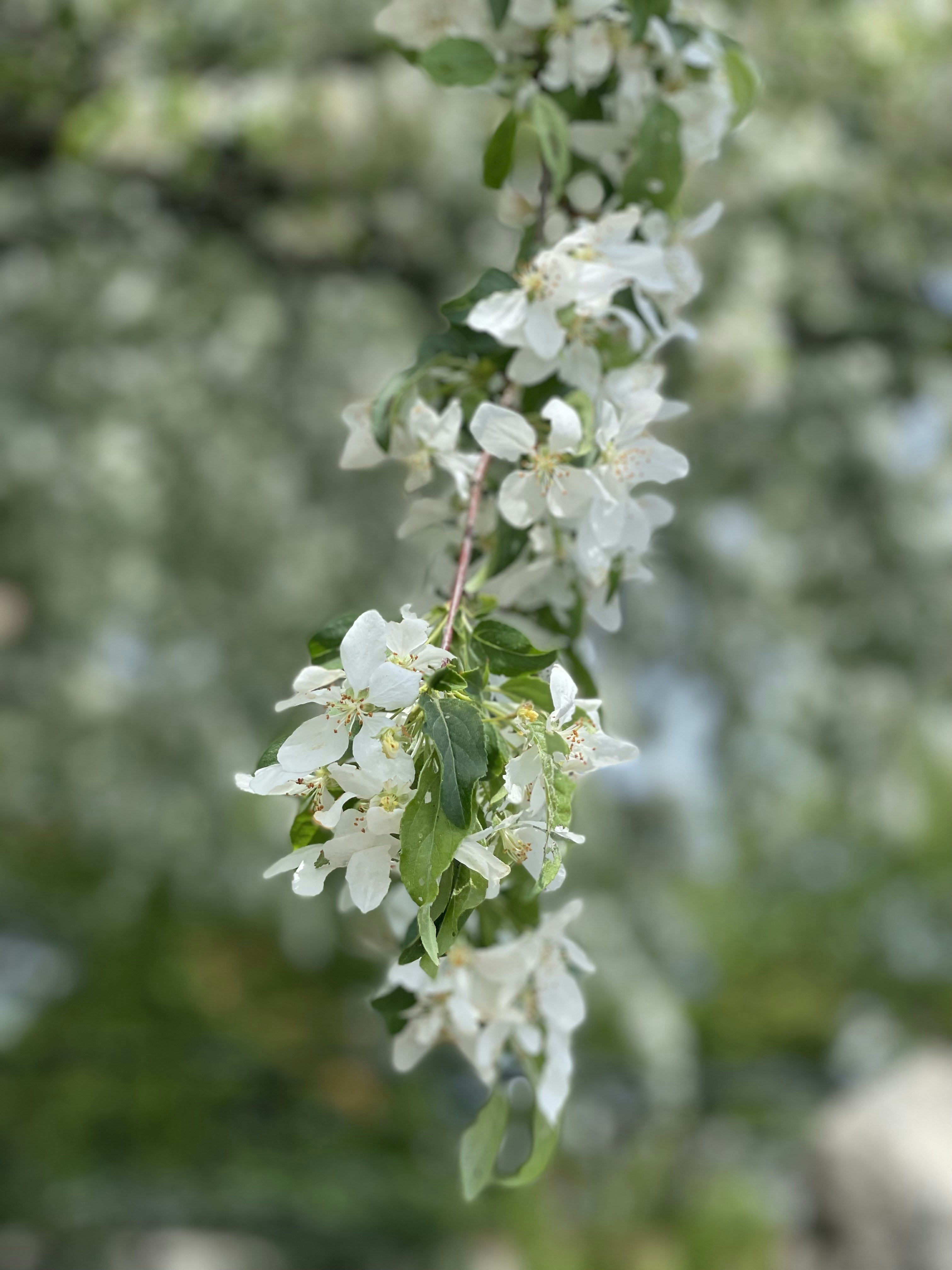 Graceful White Blossom Cascade