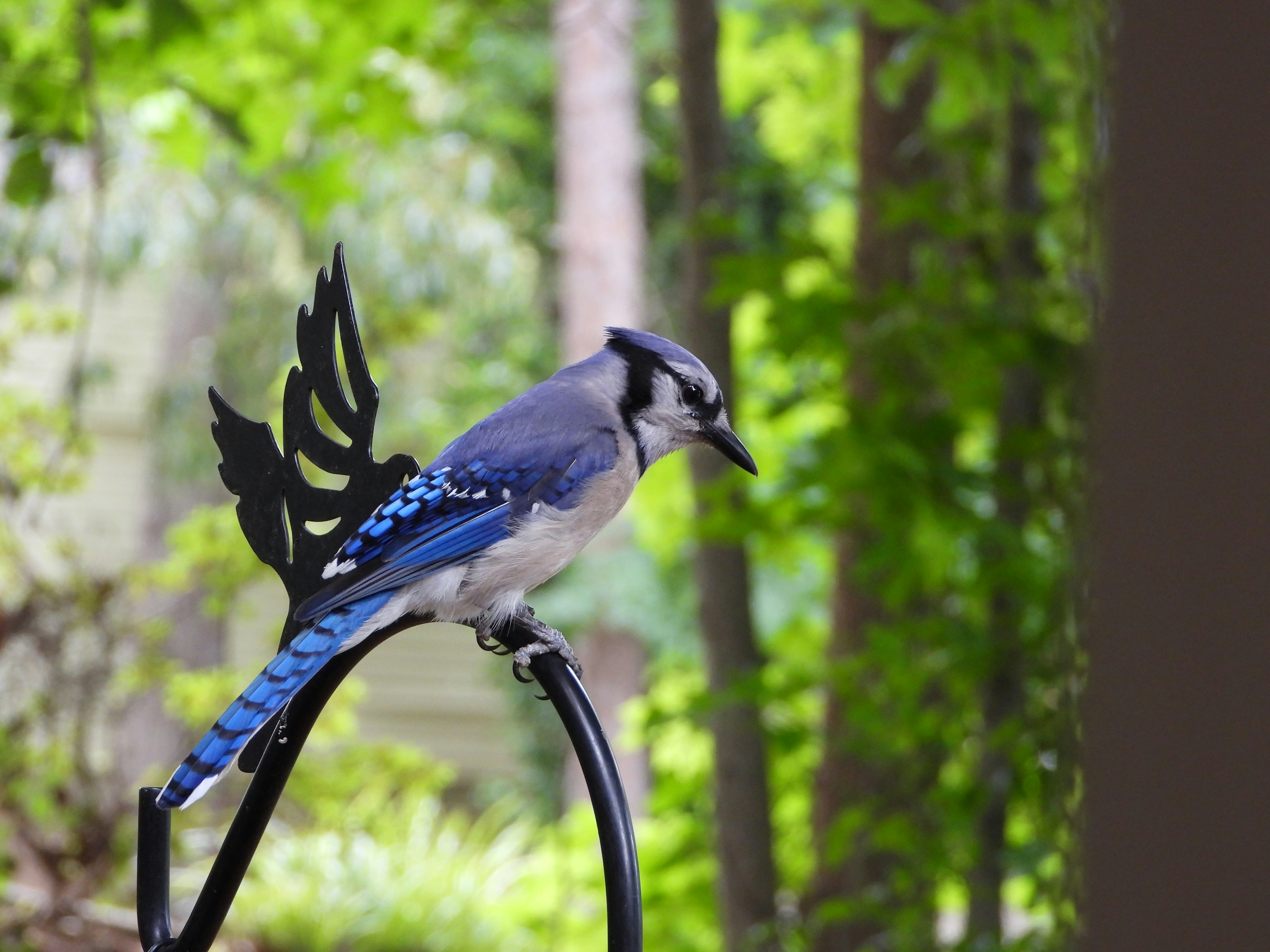 a blue bird sitting on top of a bird feeder