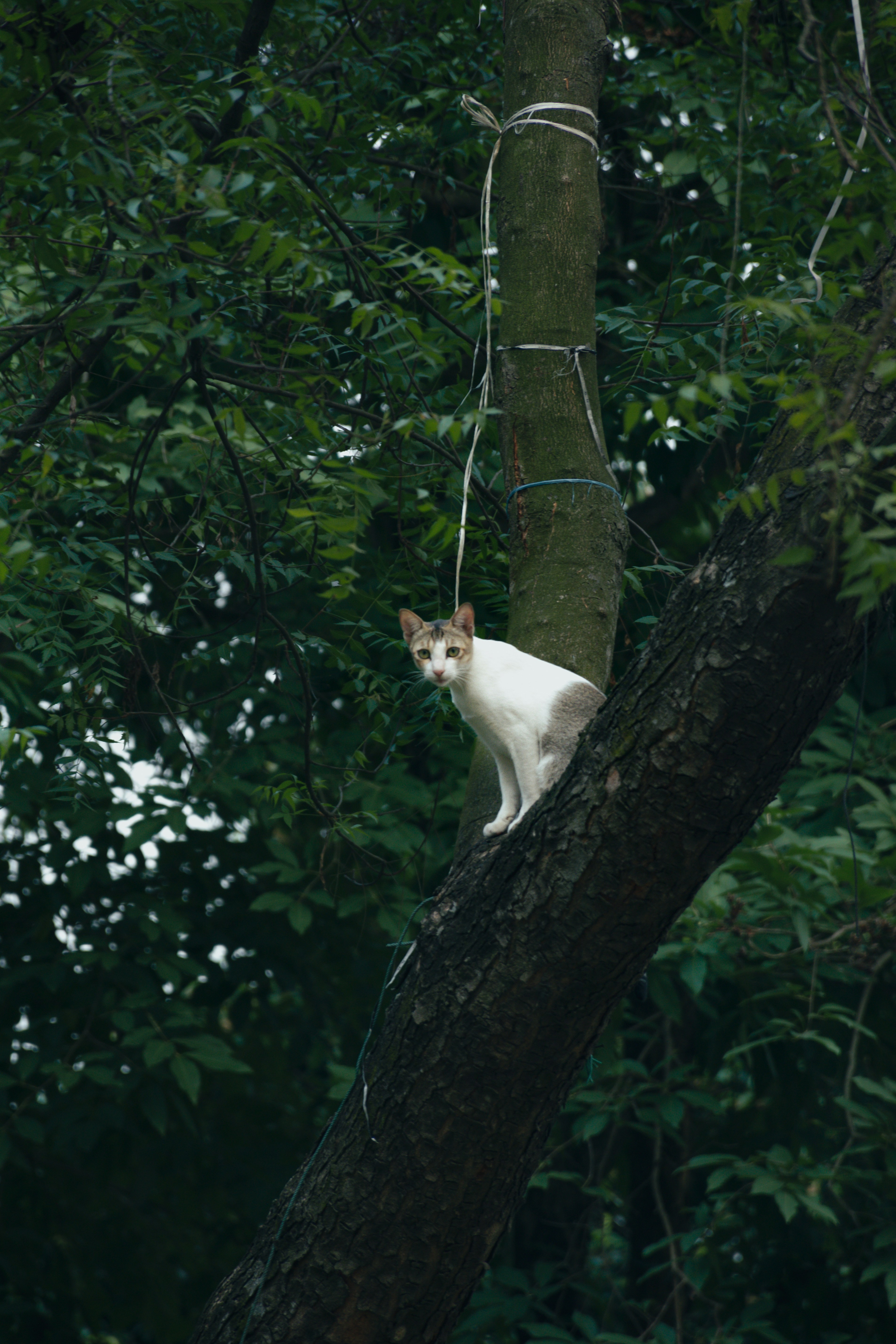 Whiskered Scout on a Sloped Trunk: Cat Amid Green Veils