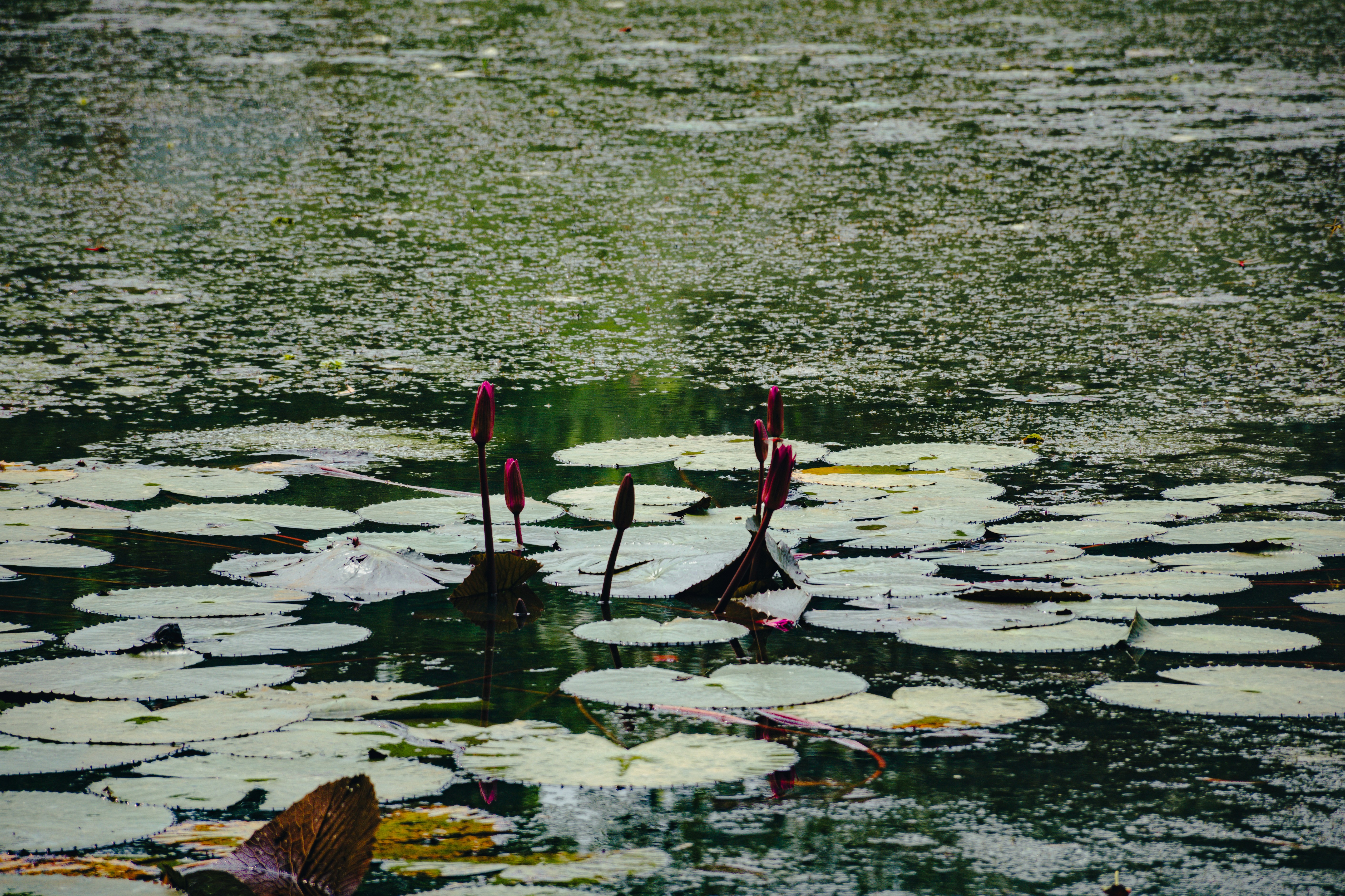 Lilies in Quiet Water: A Painterly Pond Scene