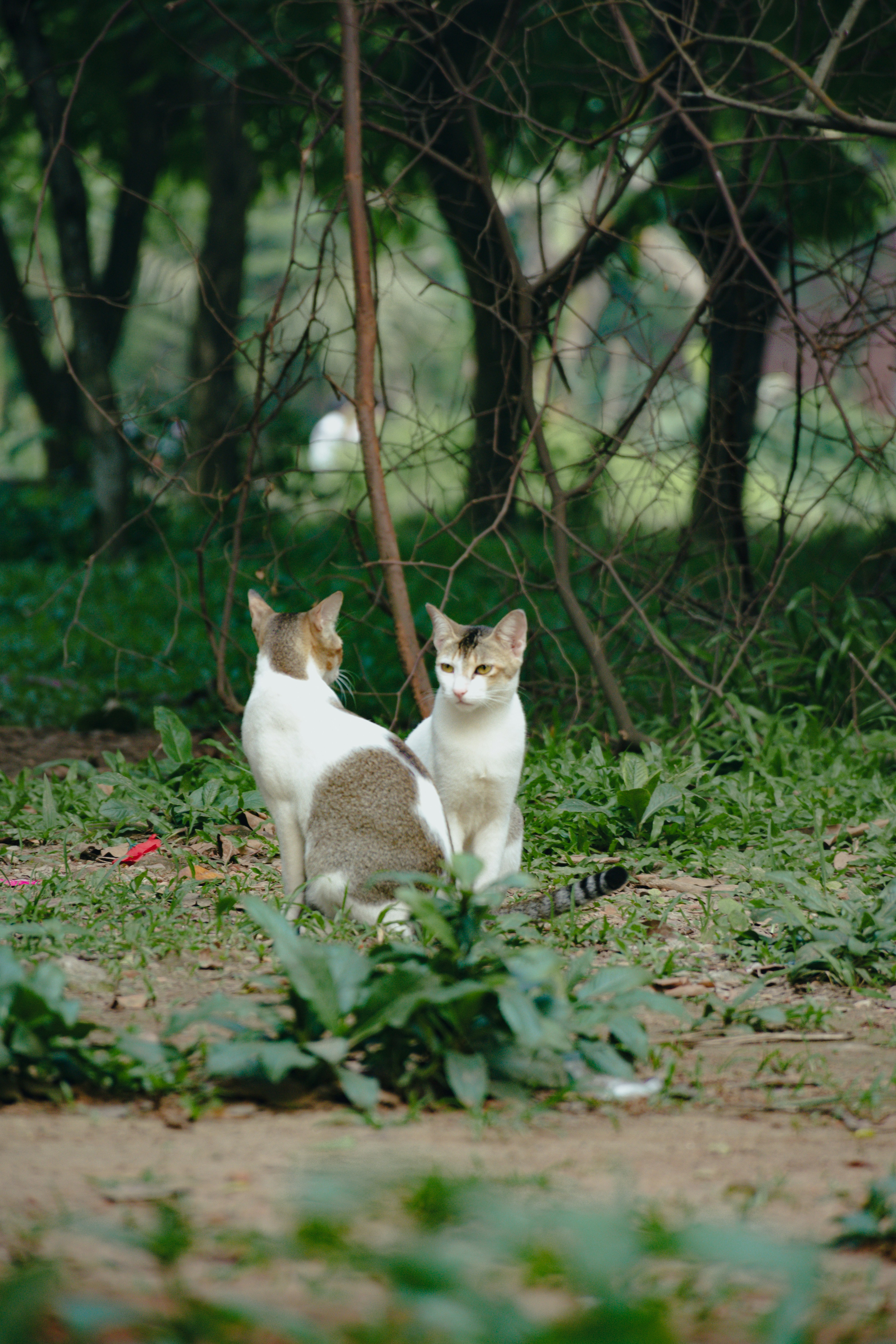 Two cats engaged in a quiet moment amidst lush greenery and scattered branches.