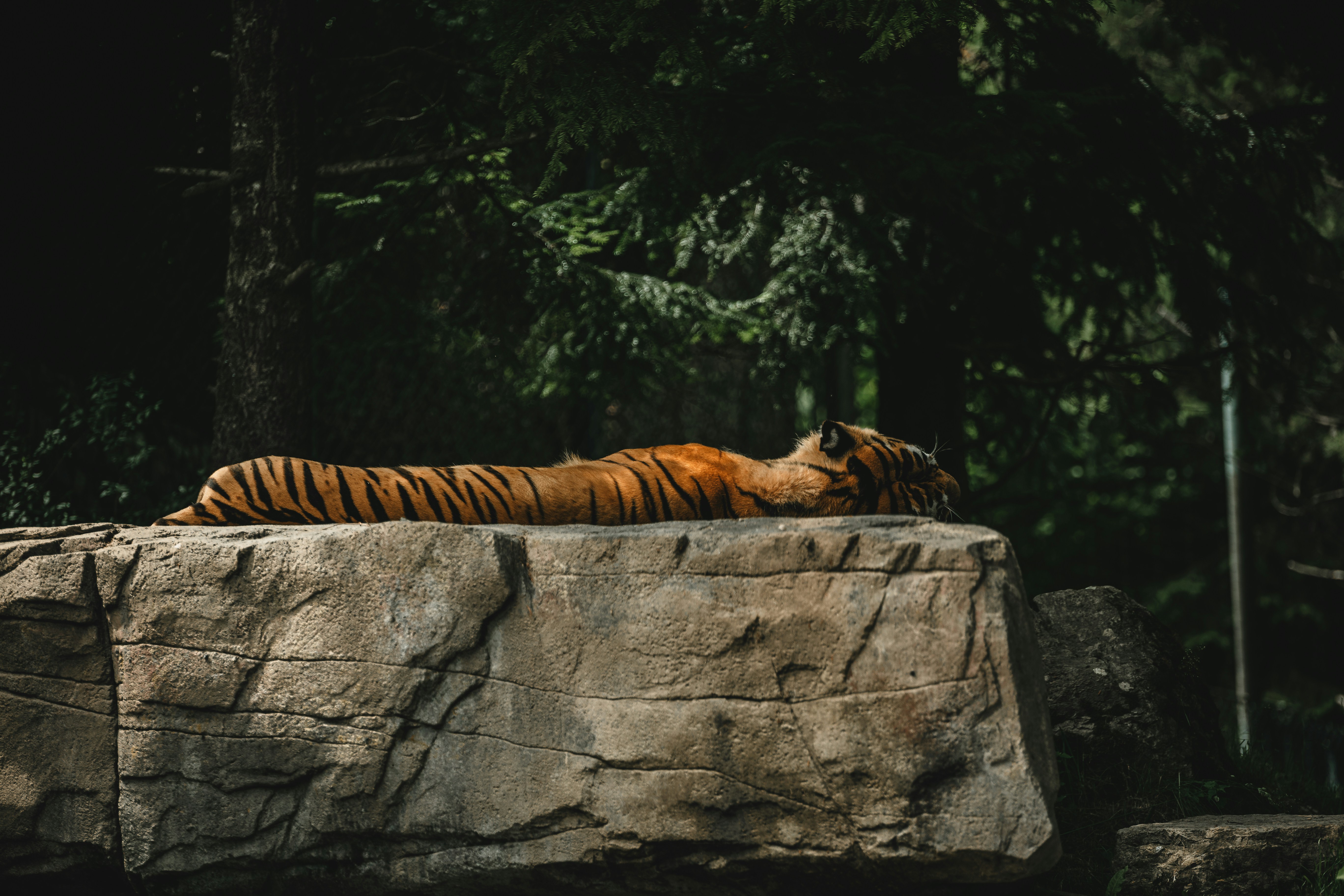 A bird sitting on a rock in a zoo enclosure photo – Free Zoo zürich ...