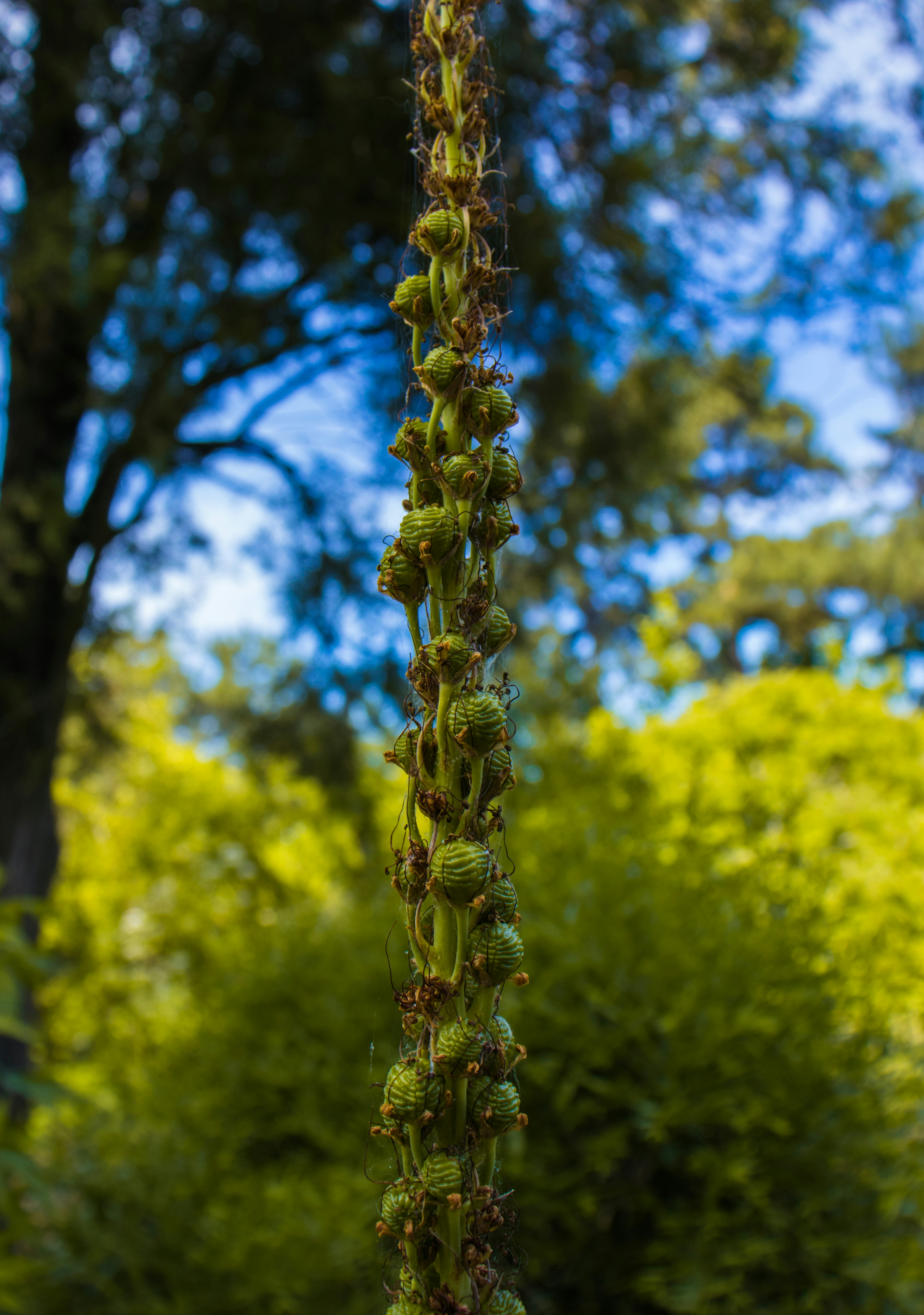 A long stalk of green flowers in front of trees photo – Free Odessa ...