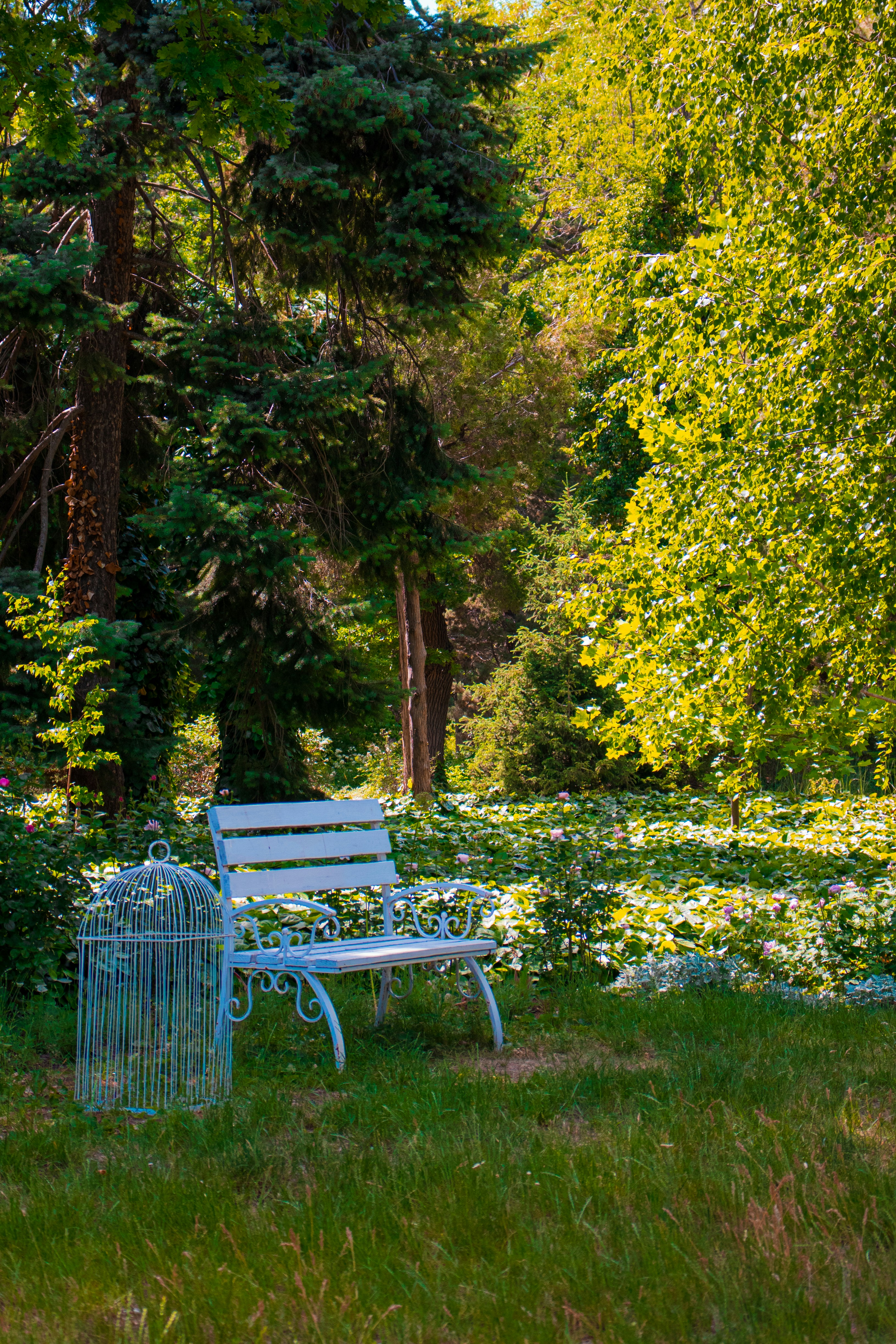 Sunlit Garden Seat and Bent Wire Cage