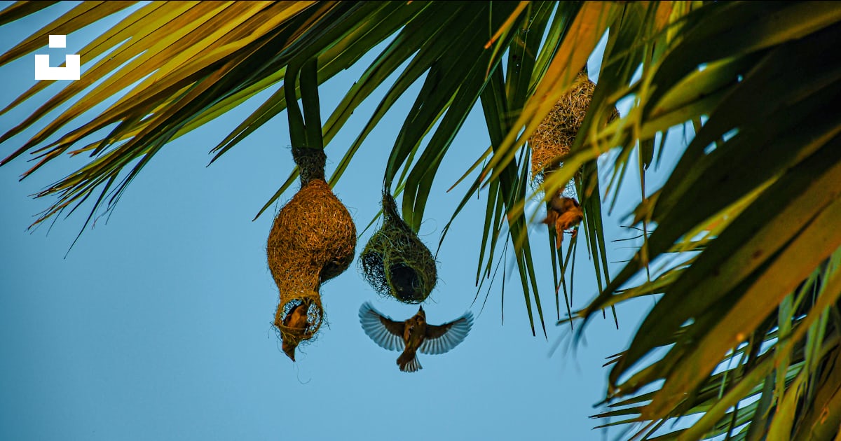 ヤシの木の隣を飛んでいる数羽の鳥の写真 Unsplashのボンガオンの無料画像