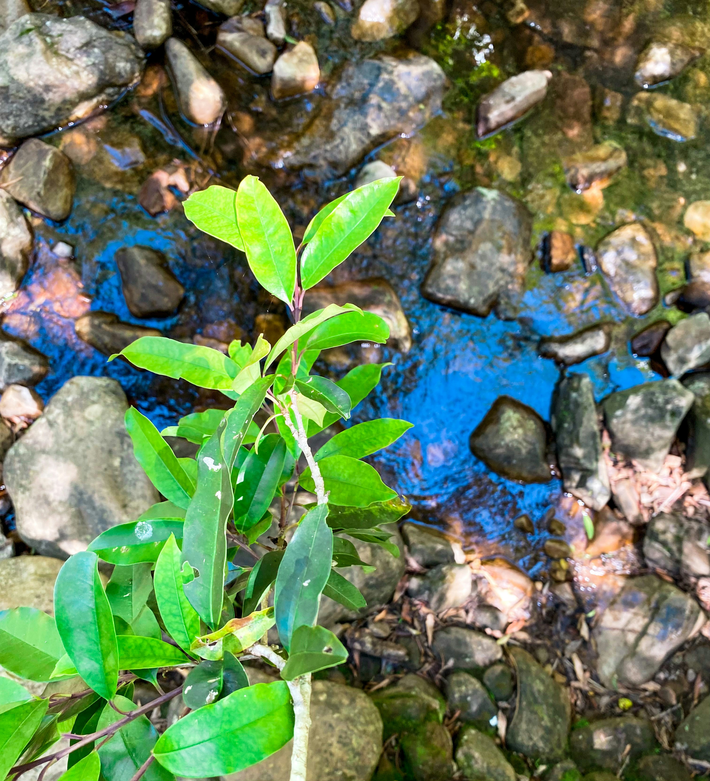 Leaves over a stream 