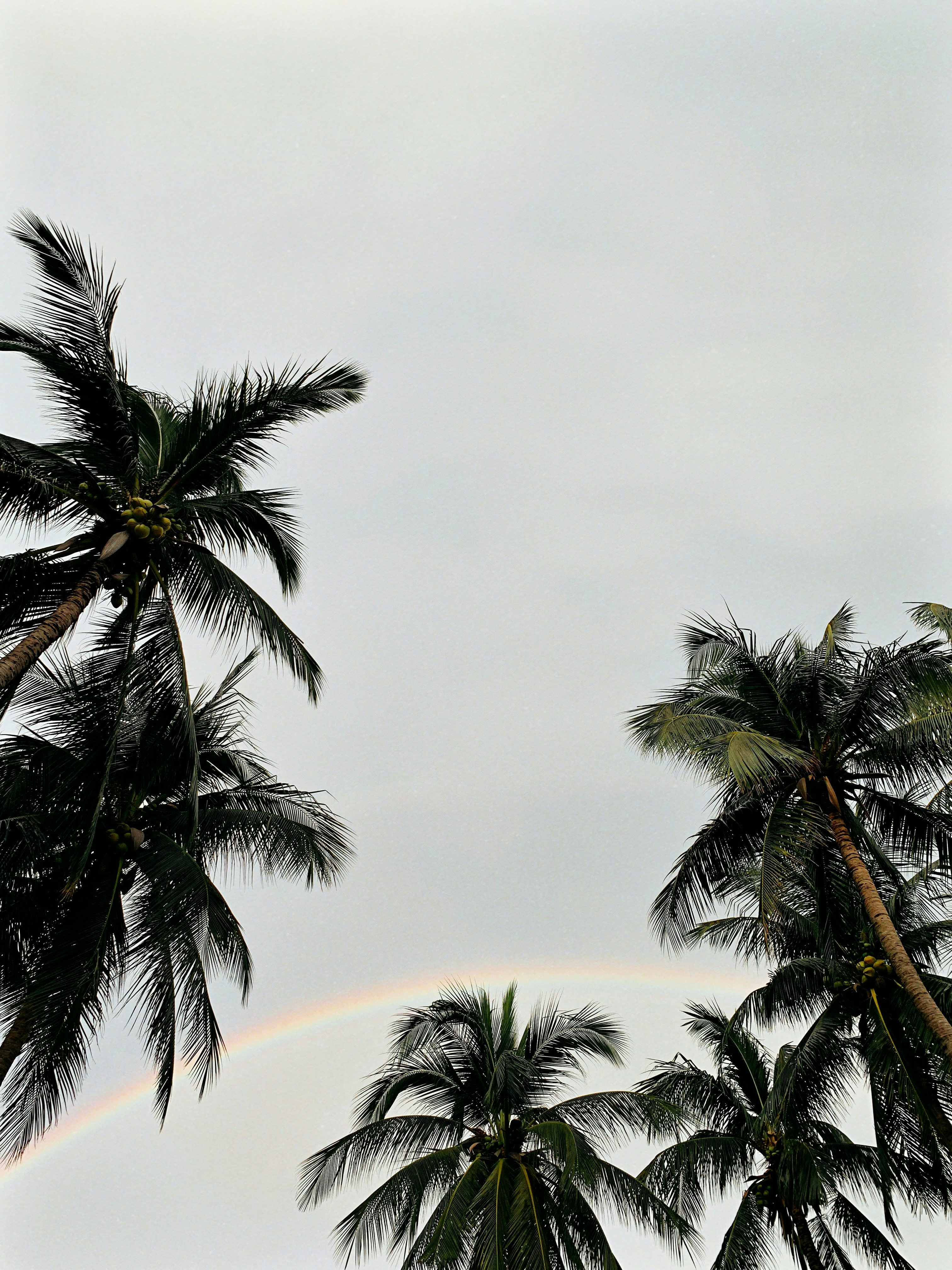 Palm trees silhouetted against a faint rainbow in an overcast sky.