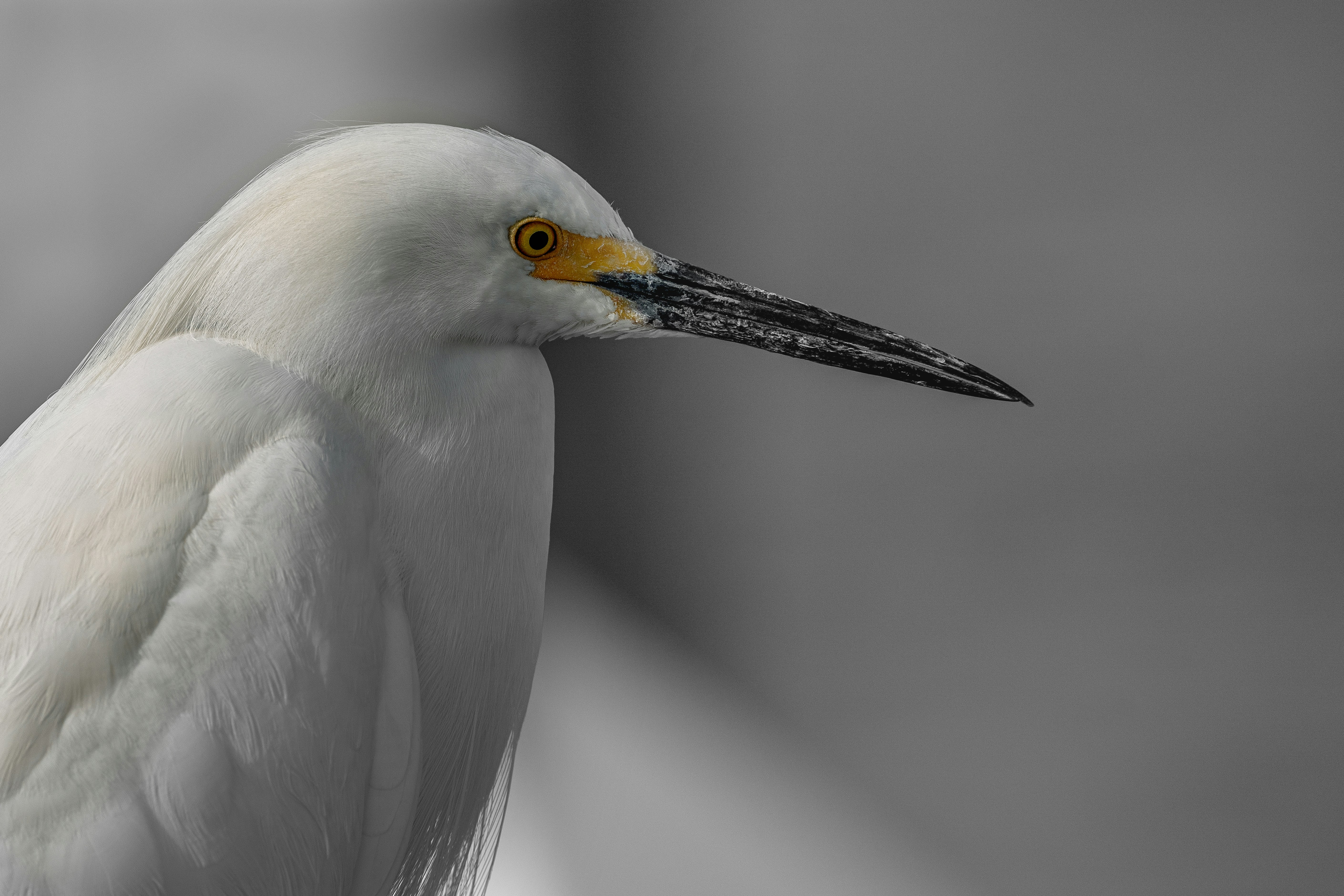 Pier Perch: Egret's Quiet Vigil
