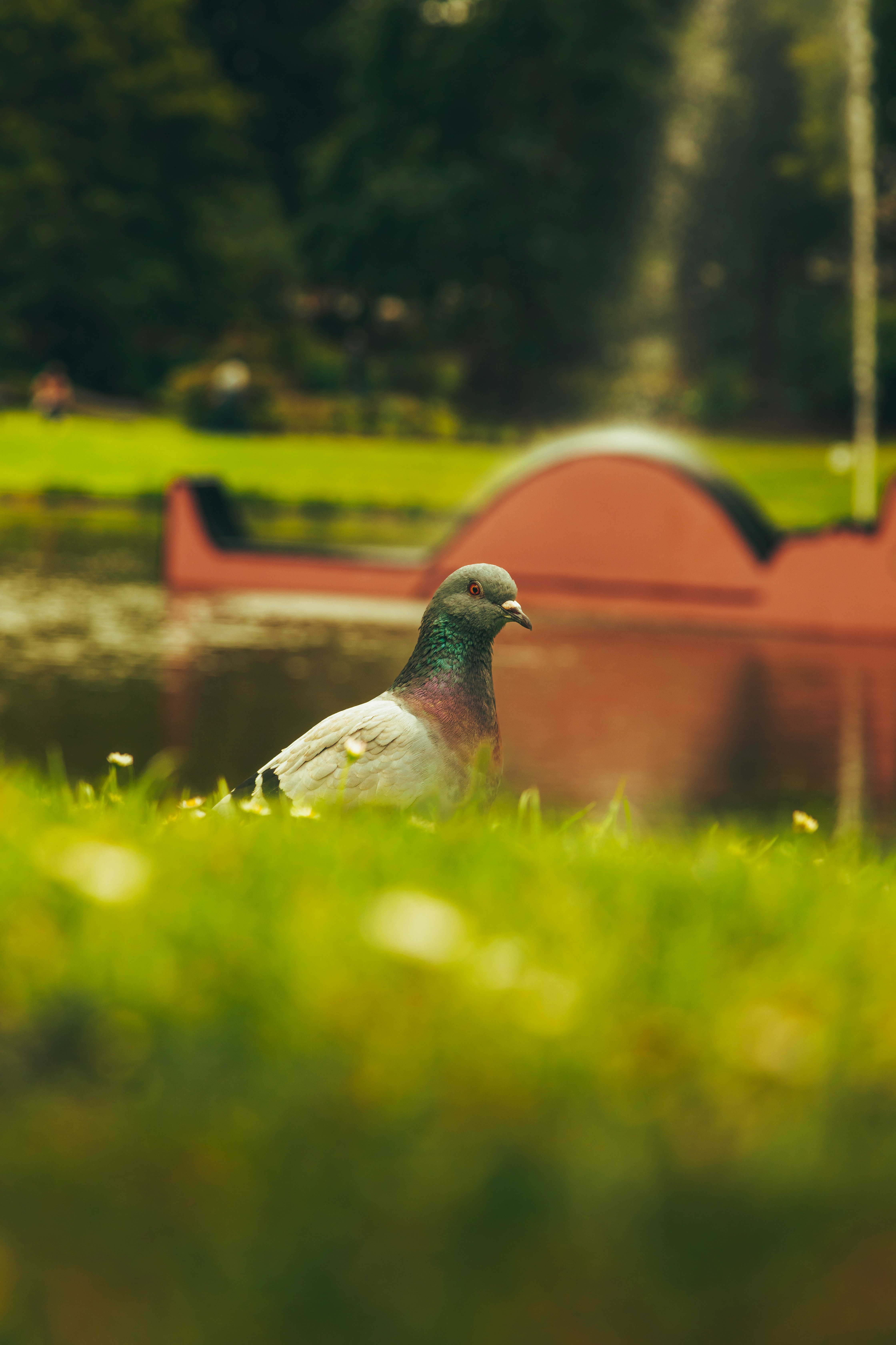 Pigeon Spotlight by the Pond with a Red Bridge Backdrop