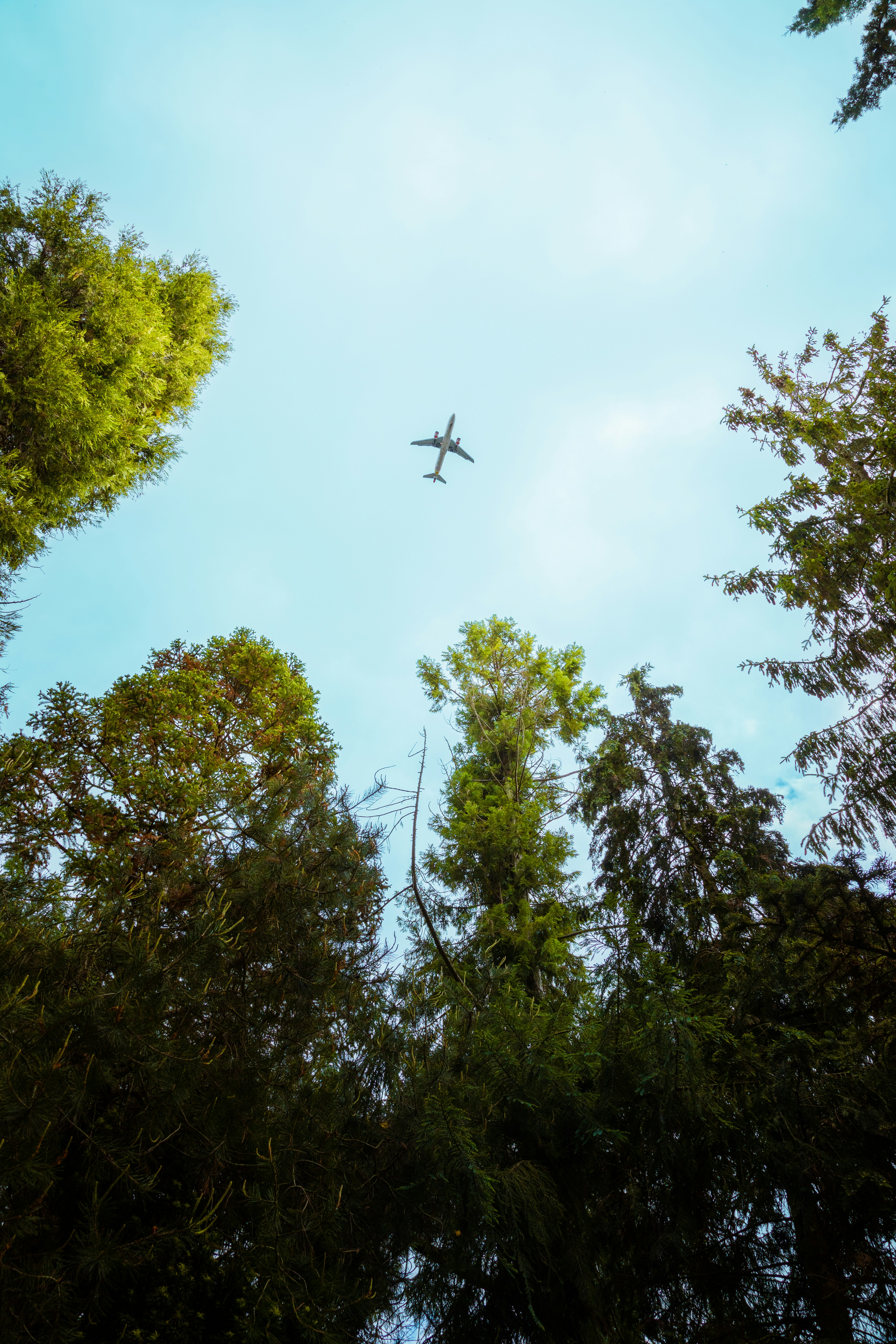Airplane flying high above a forest canopy with lush green trees reaching toward the sky.