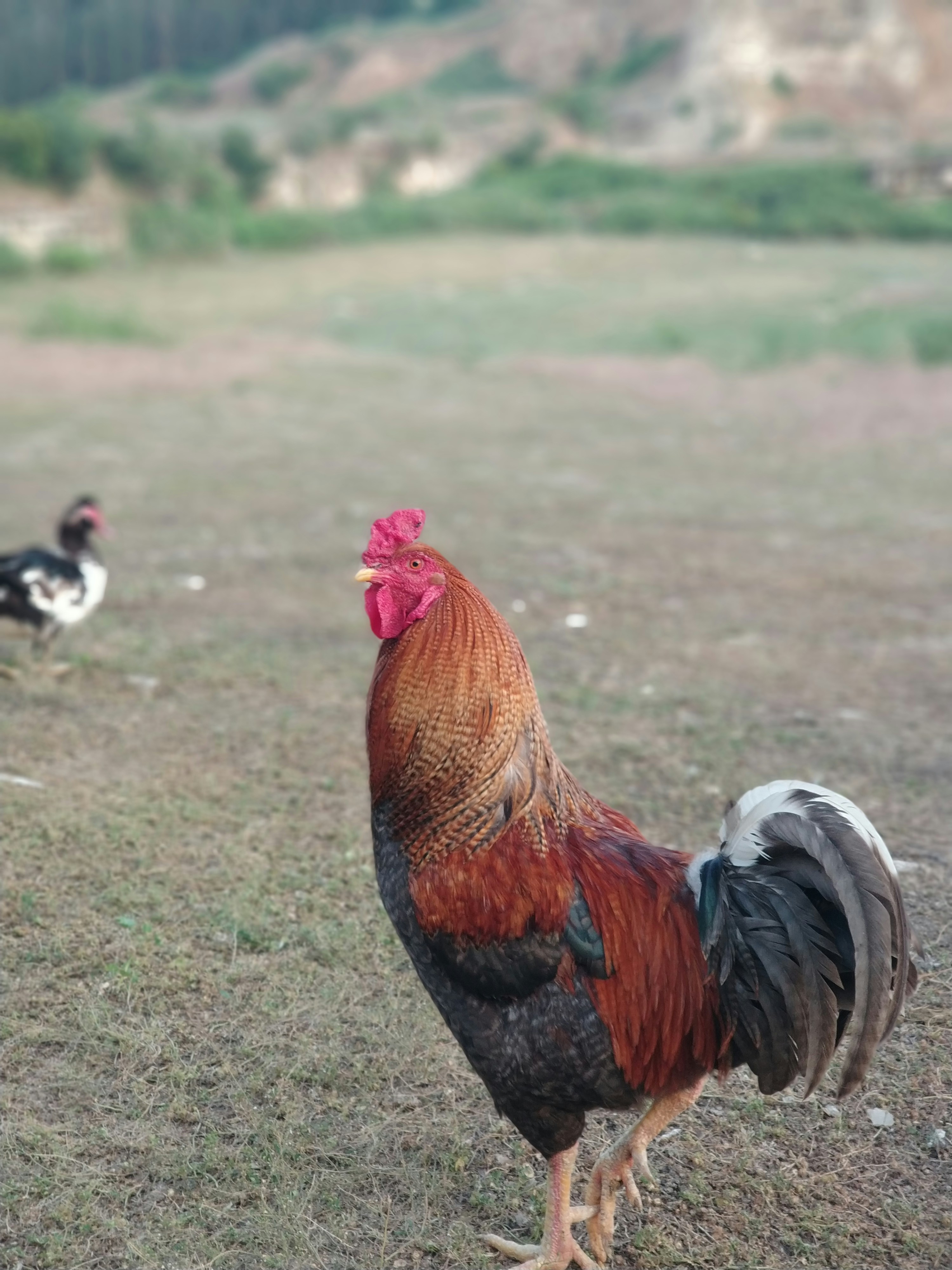A vivid rooster stands in a dry, grassy field, with a second bird visible in the background. The shot captures a plain outdoor farm setting and the bird's colorful plumage.