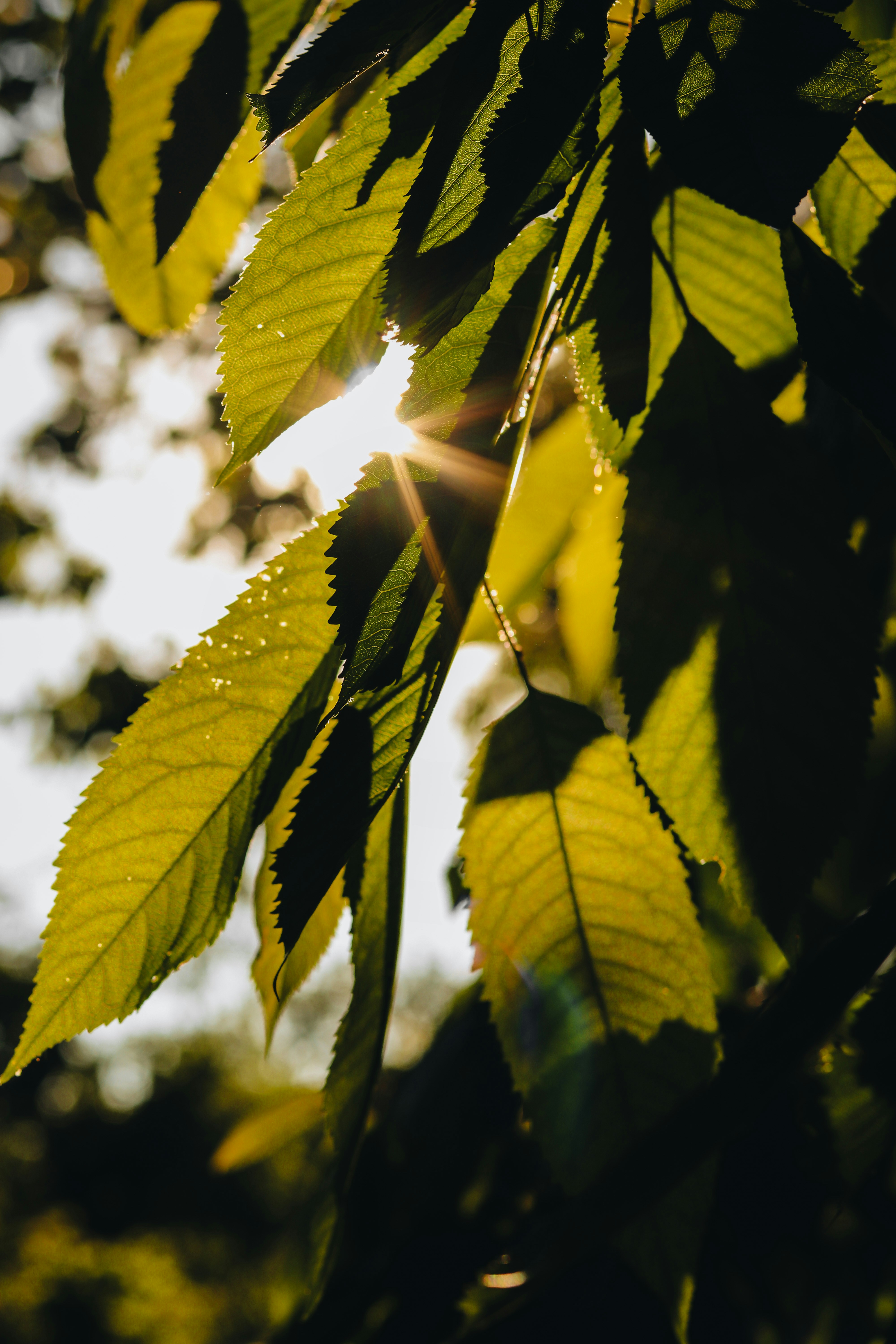 Sunburst Through Serrated Leaves in Quiet Morning Light