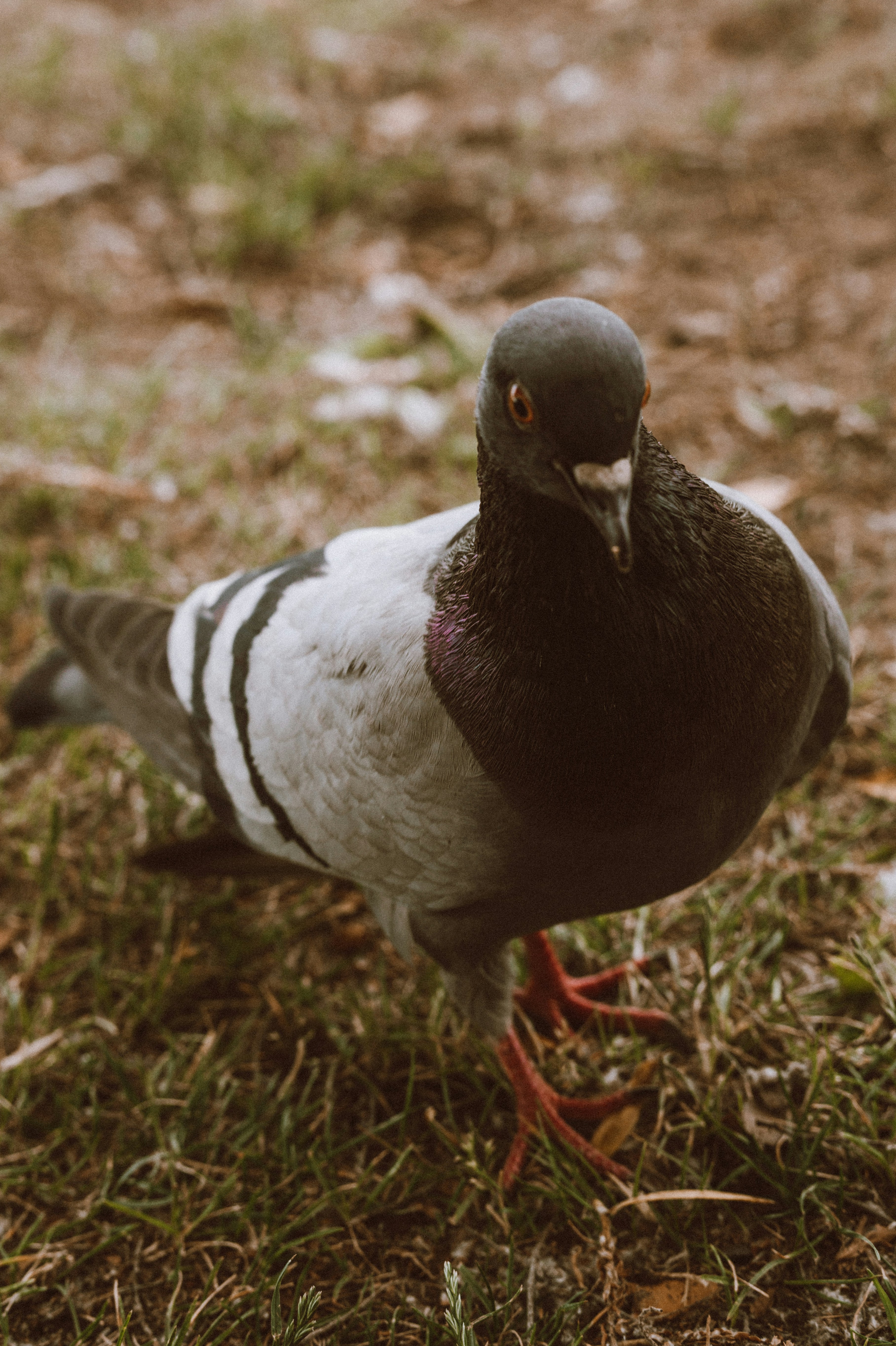 Un pigeon se tient sur le sol dans l’herbe photo – Photo Gris Gratuite ...