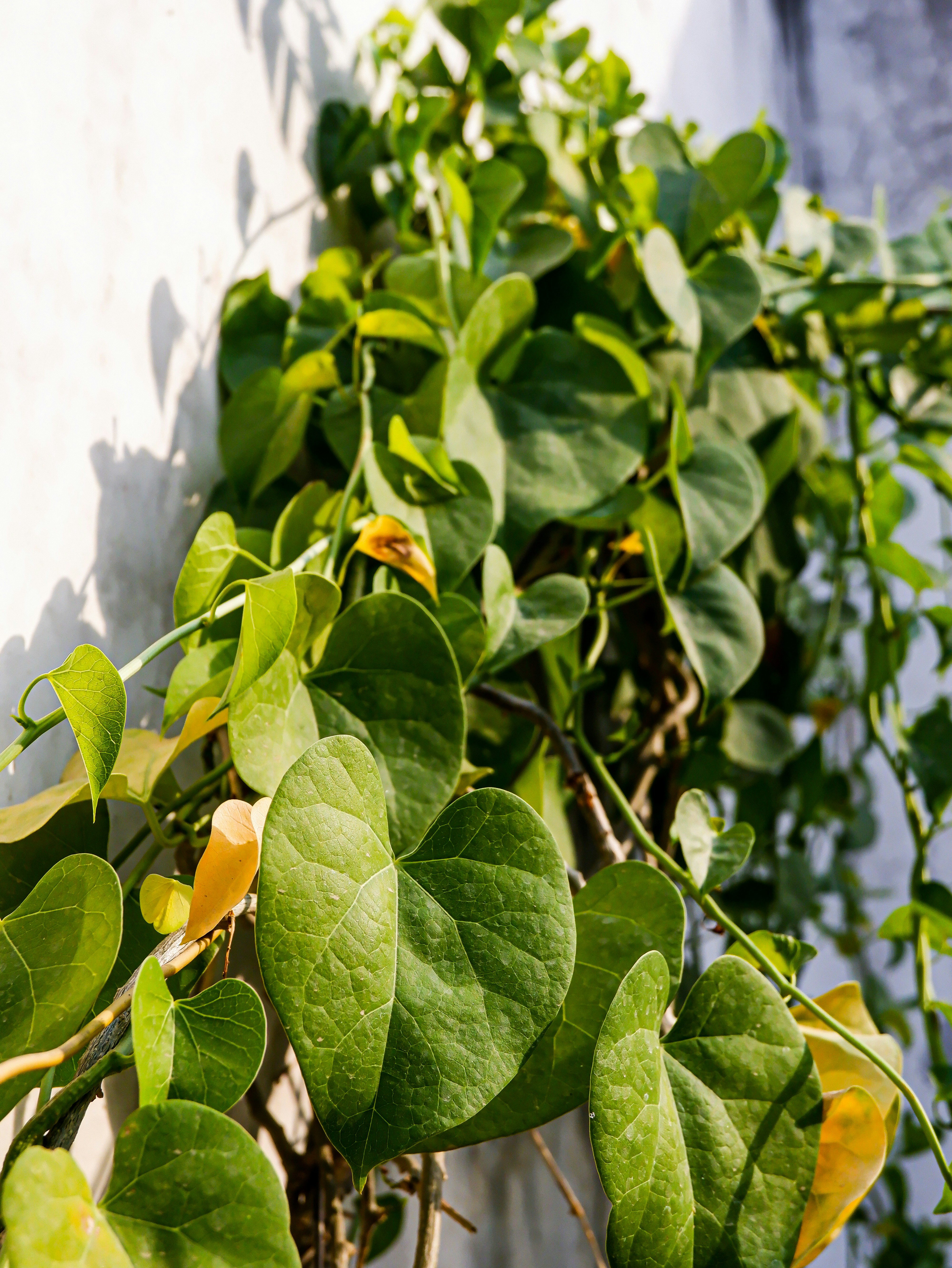 a close up of a plant with green leaves