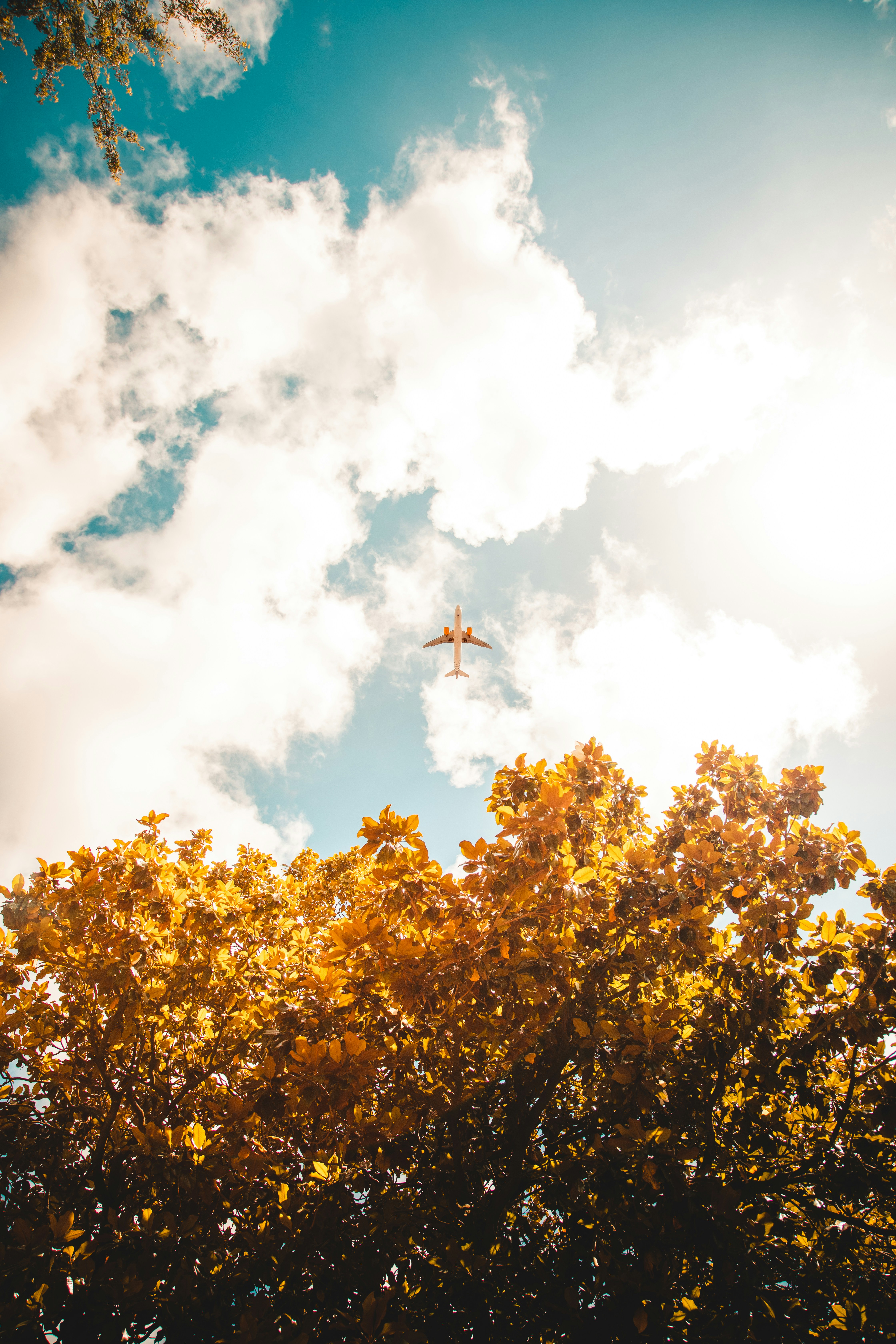 Jet over Amber Canopy: a lone aircraft glides above sunlit fall foliage
