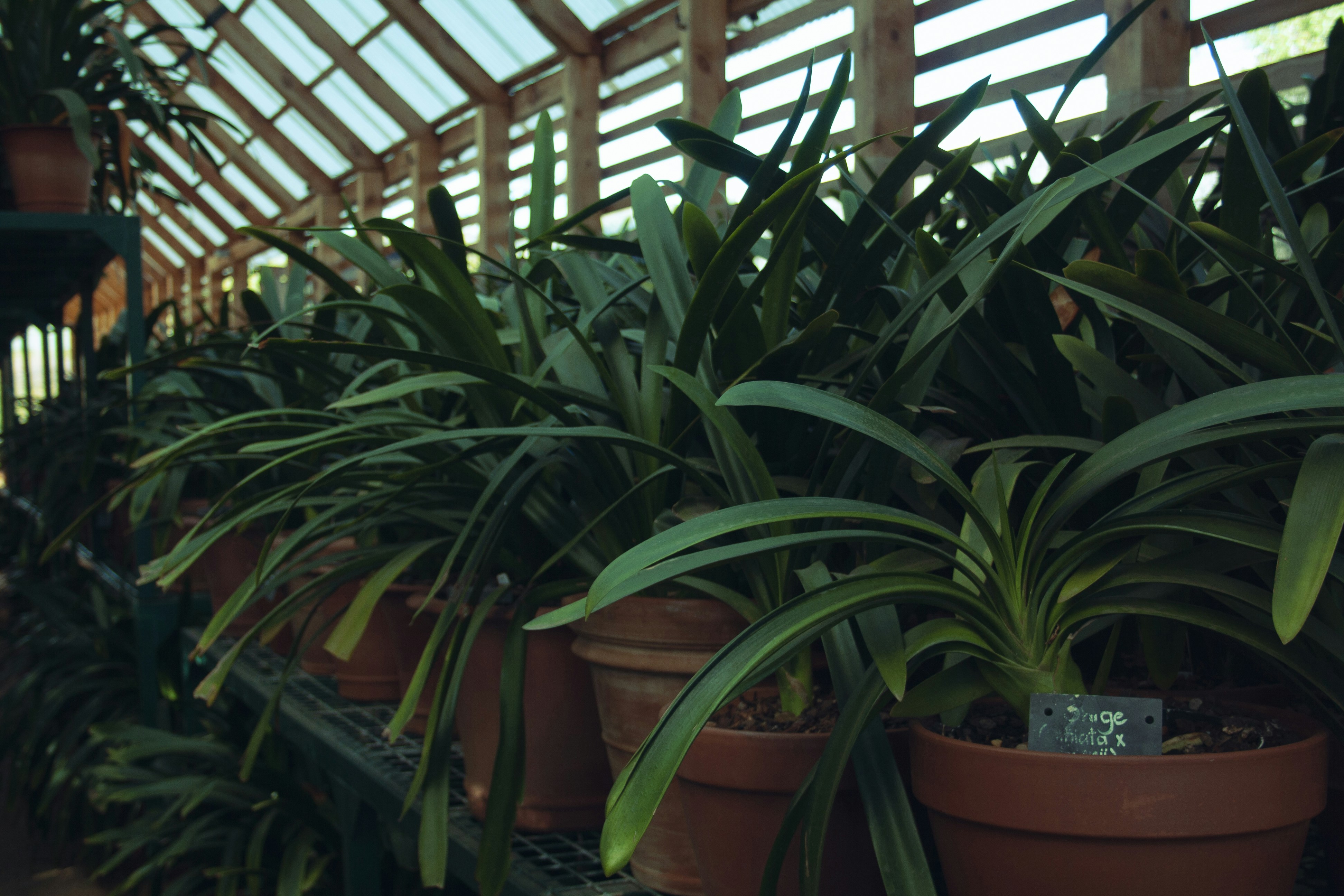 Vibrant potted plants arranged in a greenhouse, showcasing their lush foliage under a glass roof. A small label identifies the plant species.
