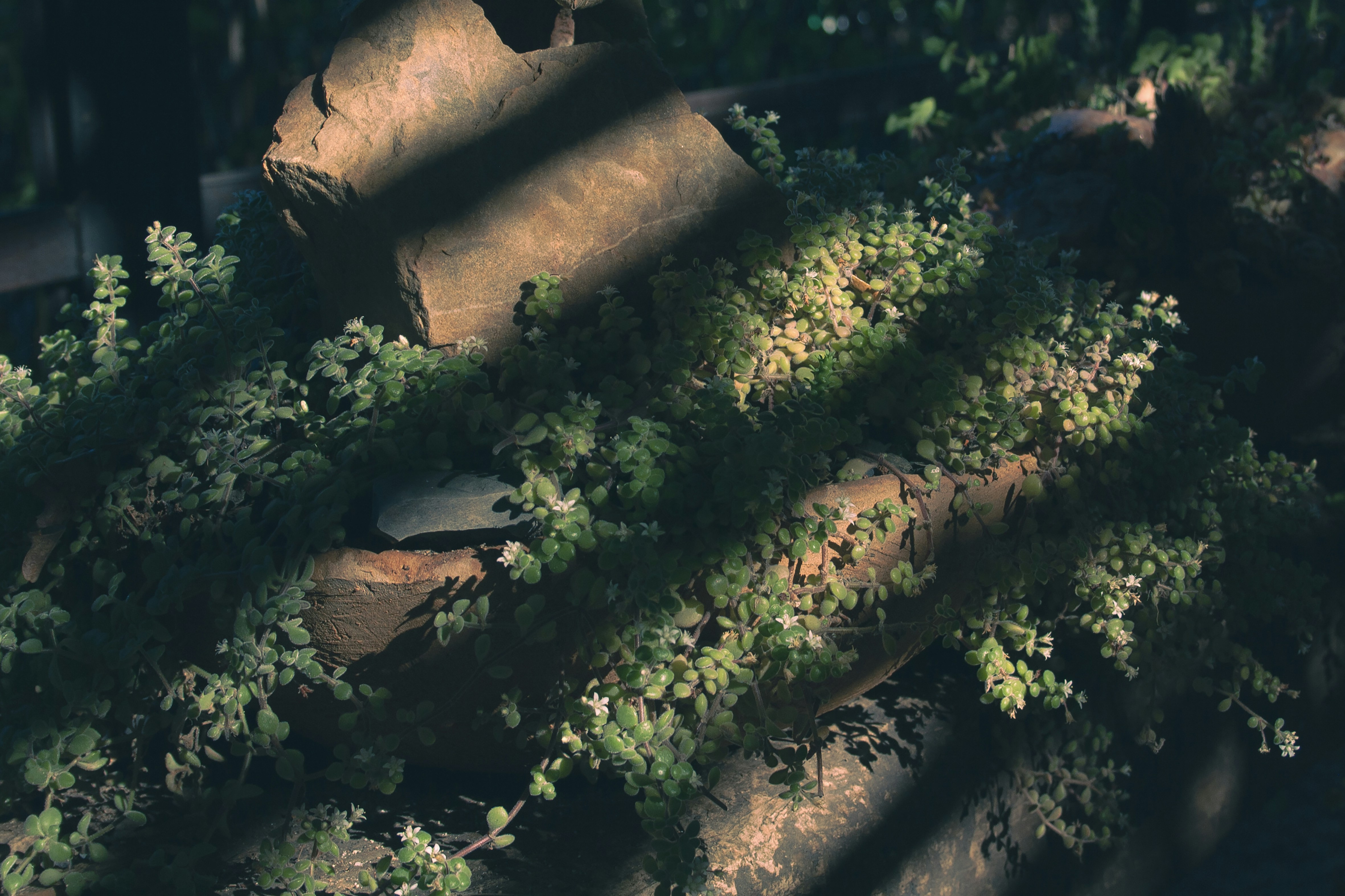 Ivy Veil on Sunlit Stone Steps