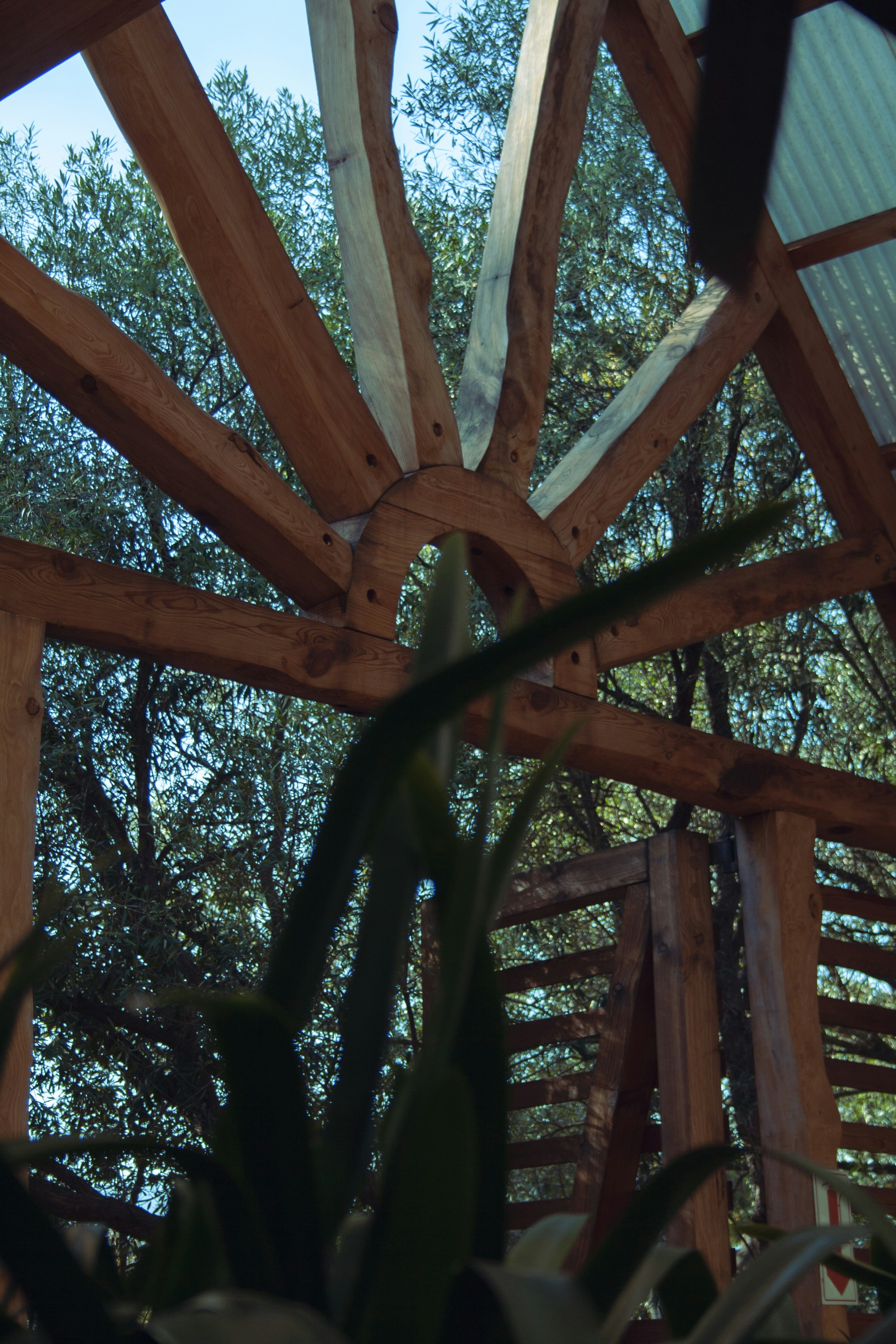 Timber Crown: Converging Arches Under a Canopy