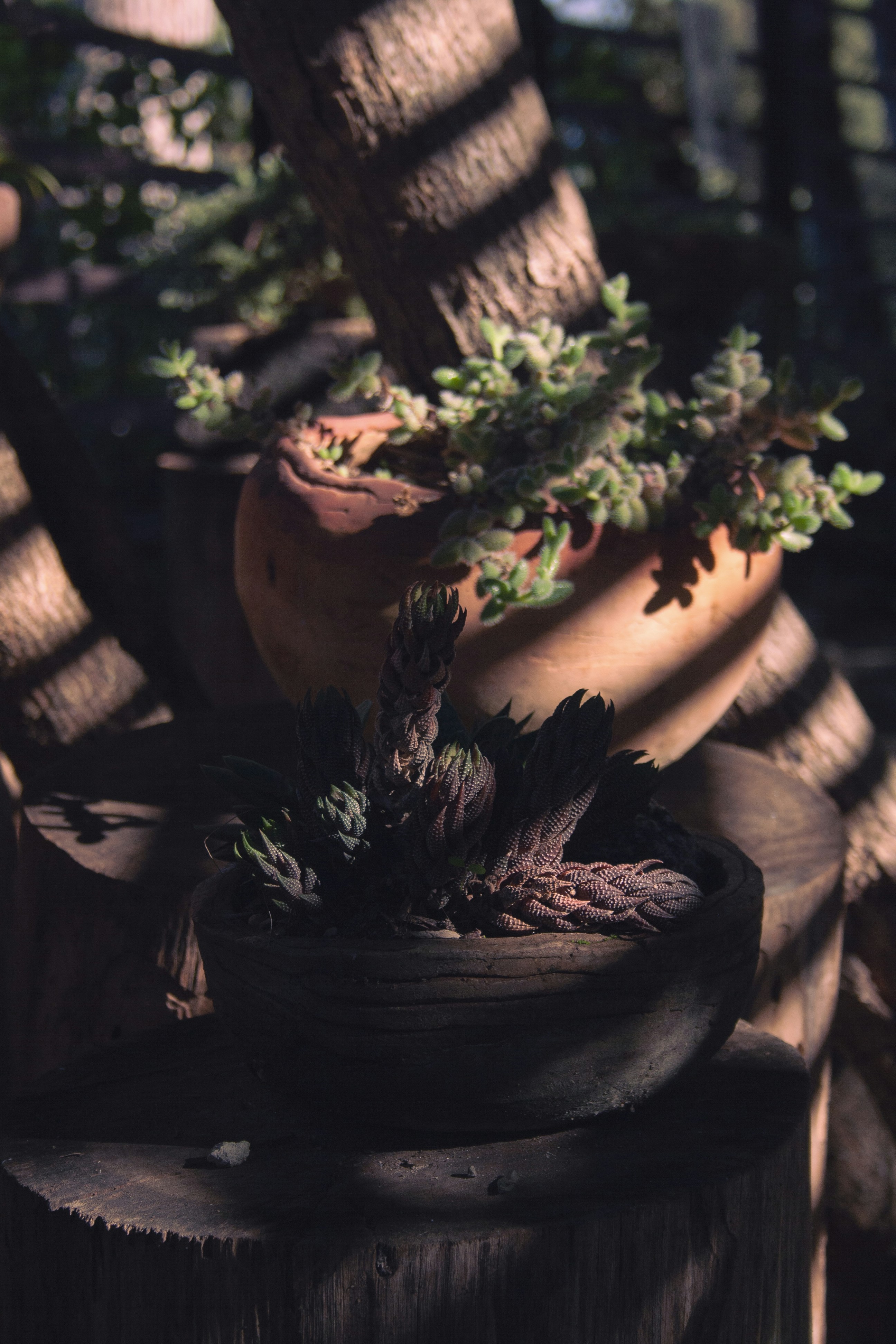 Sunlit Succulents in a Terracotta Garden