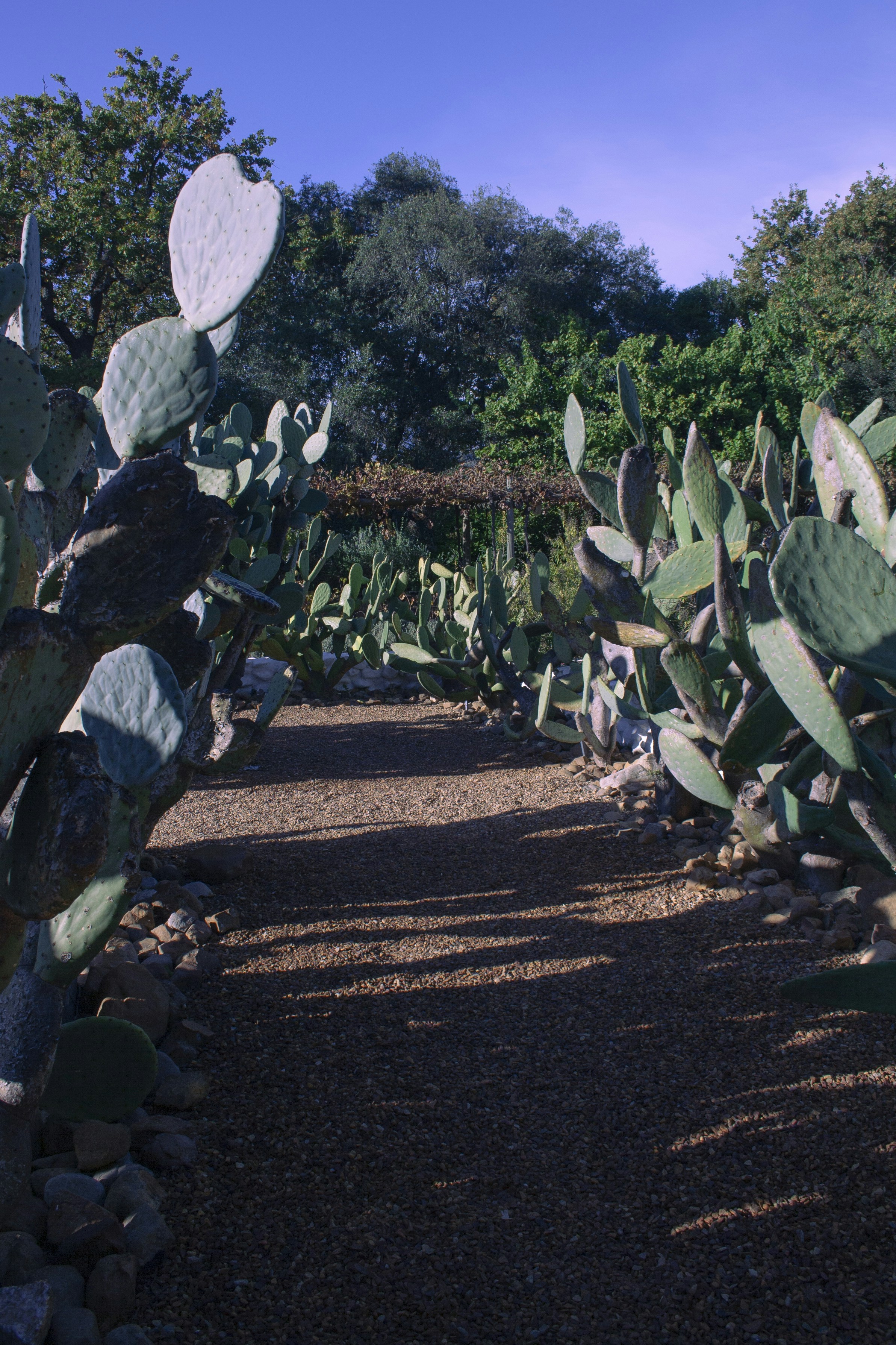 Lush pathway flanked by towering prickly pear cacti under a clear blue sky. The scene invites exploration and highlights the unique textures of the plants.