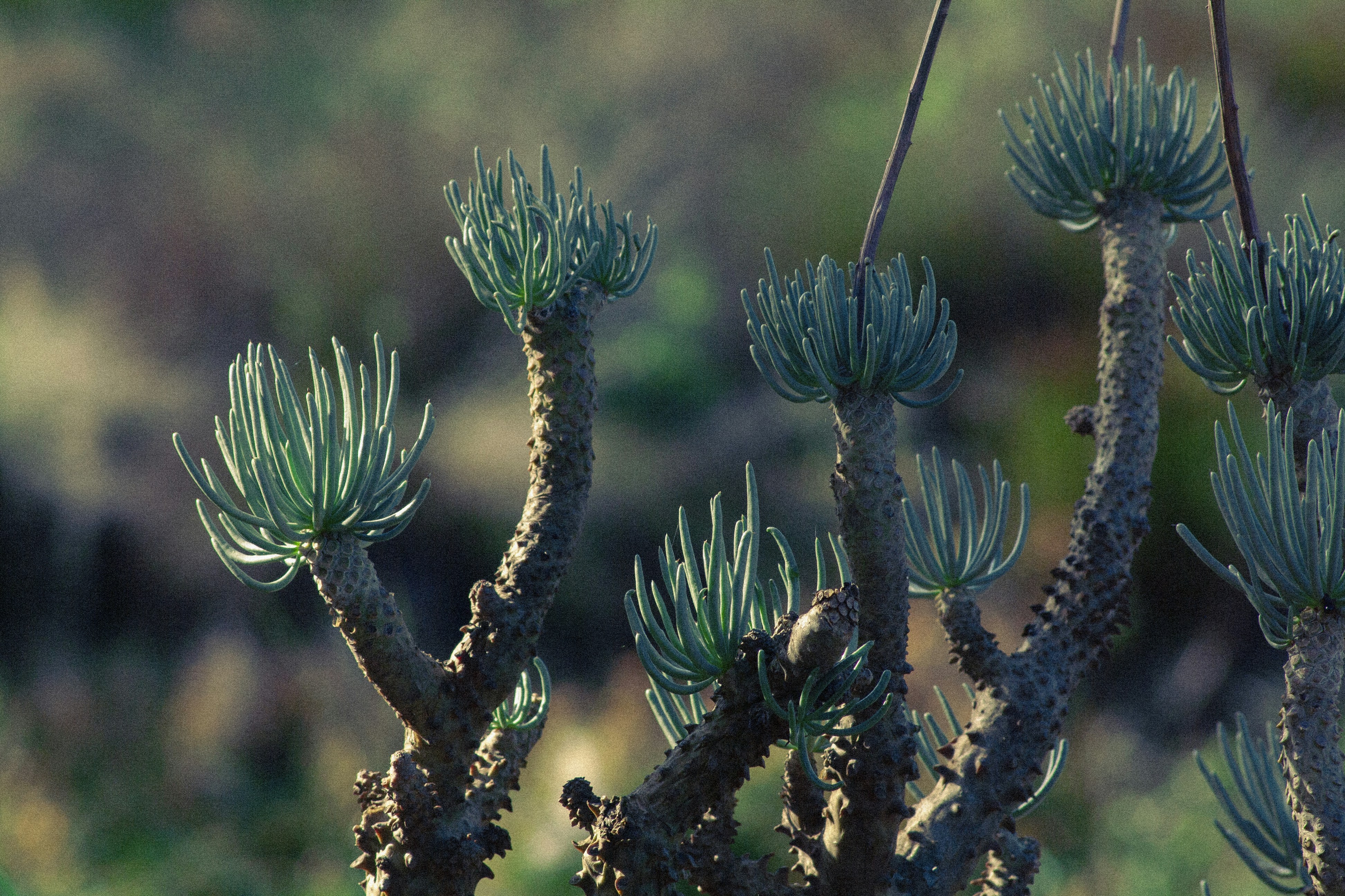 Intricate cactus branches reaching skyward, adorned with delicate green spikes against a softly blurred background.