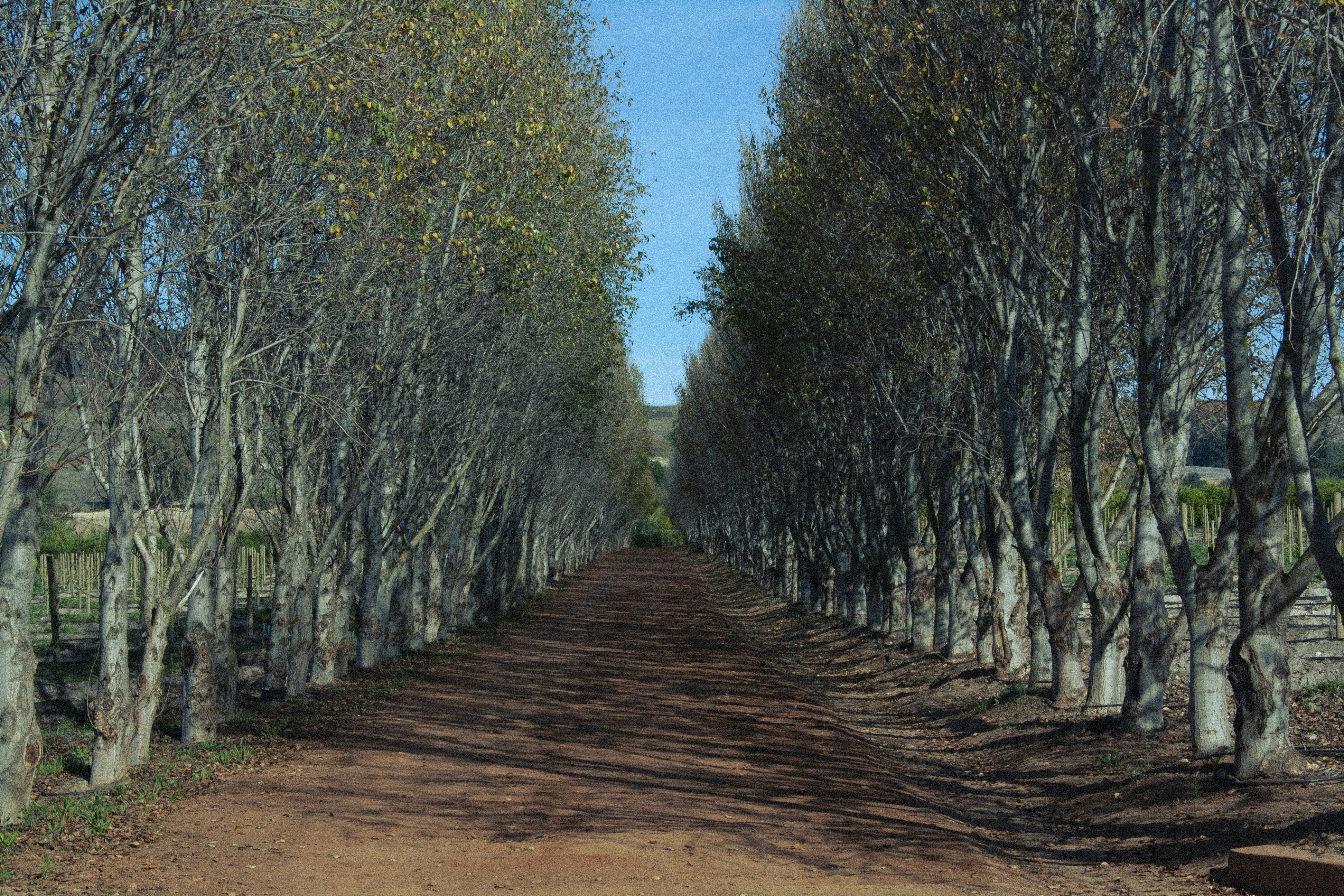 Vanishing Road Through Ivory-Trunked Rows Under Cerulean Sky