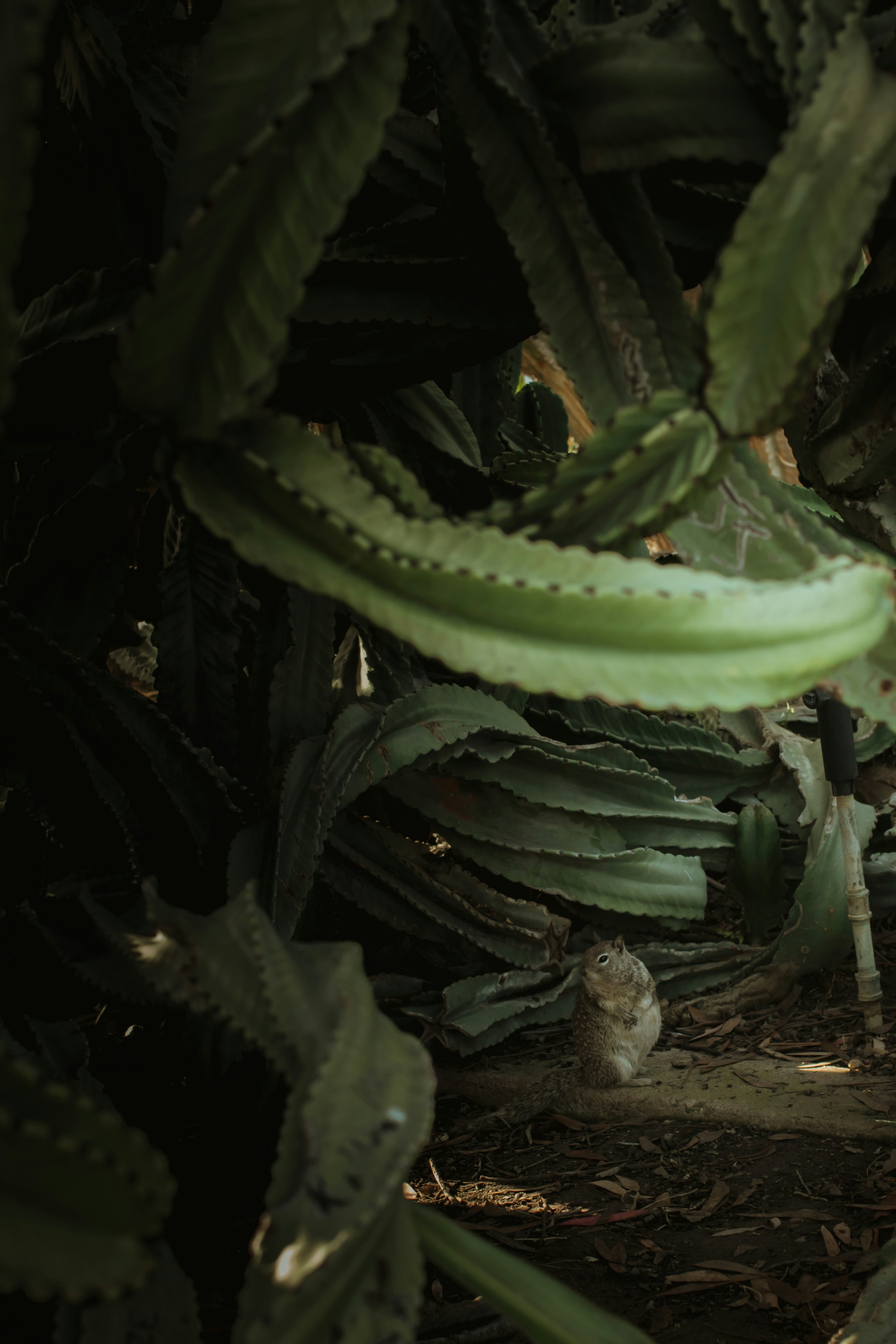 Under the Green Canopy: a Tiny Bird Hidden Among Serrated Fronds