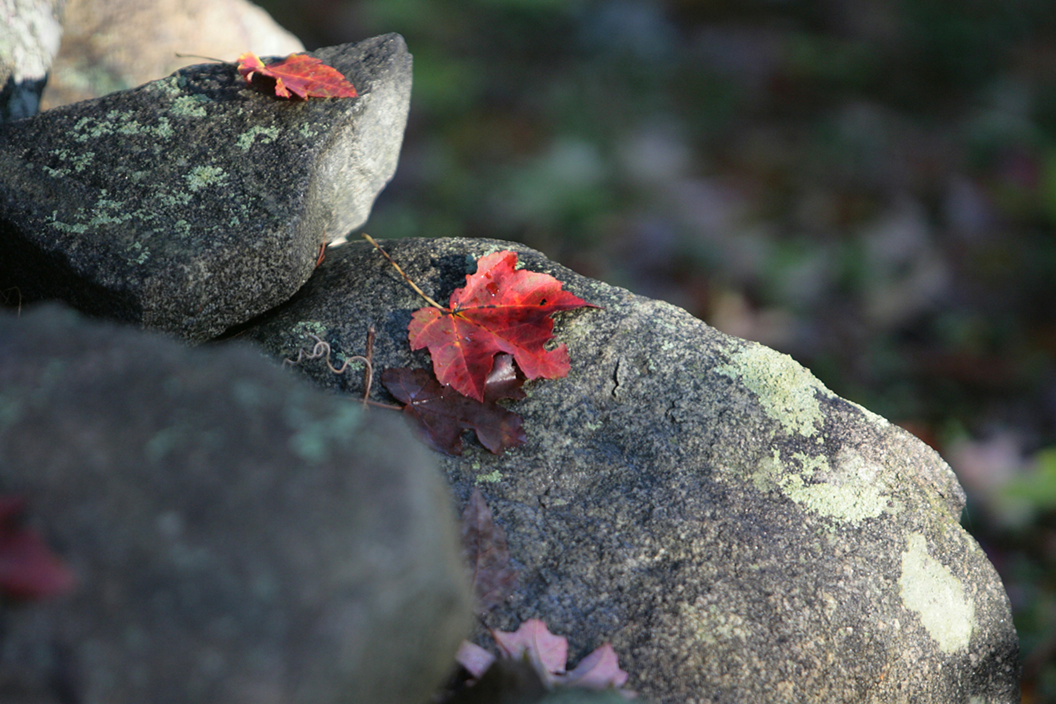 Red Maple Leaves Resting on Weathered Granite