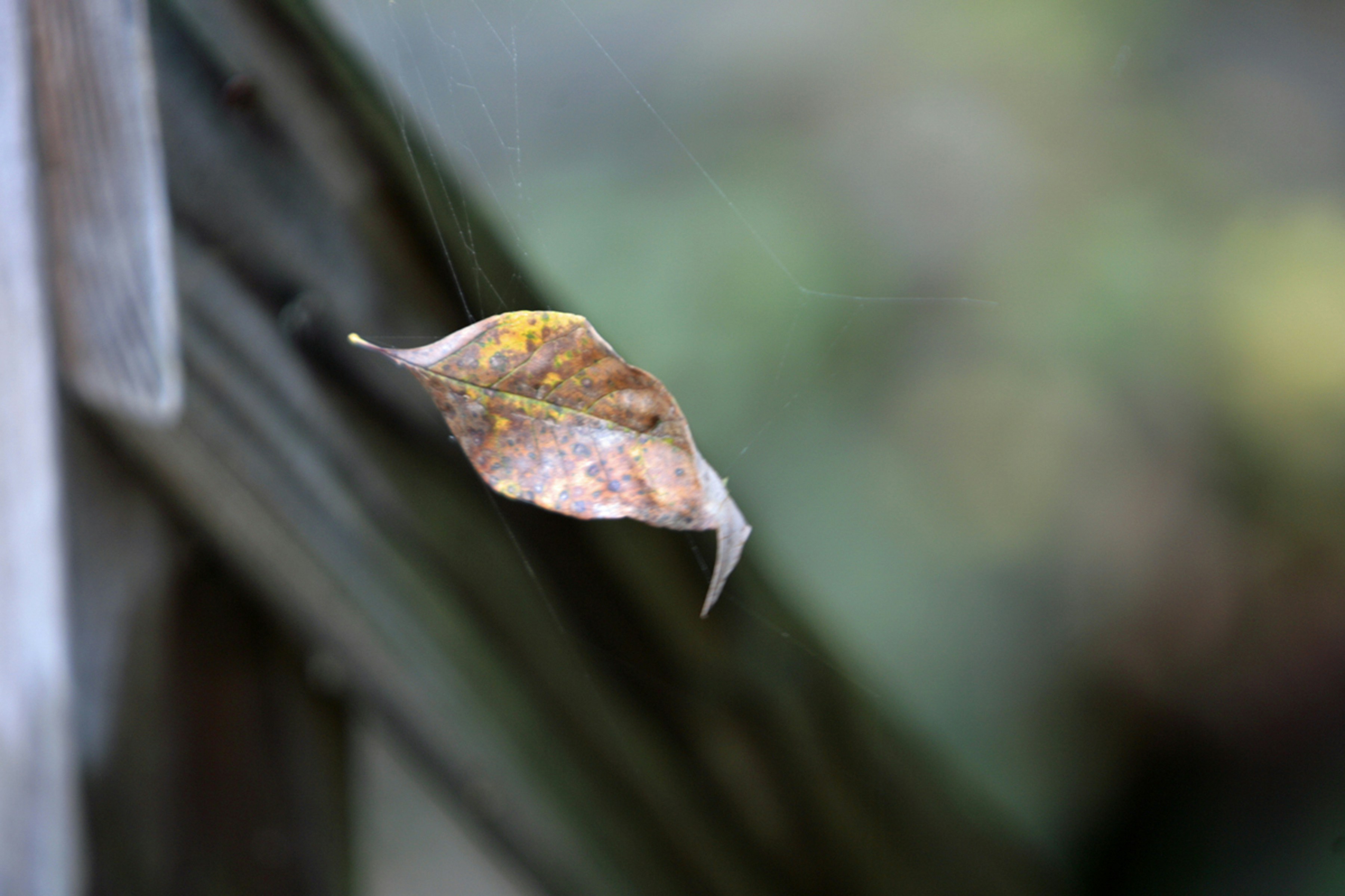Solitary autumn leaf hanging from weathered wood, bathed in soft fall bokeh